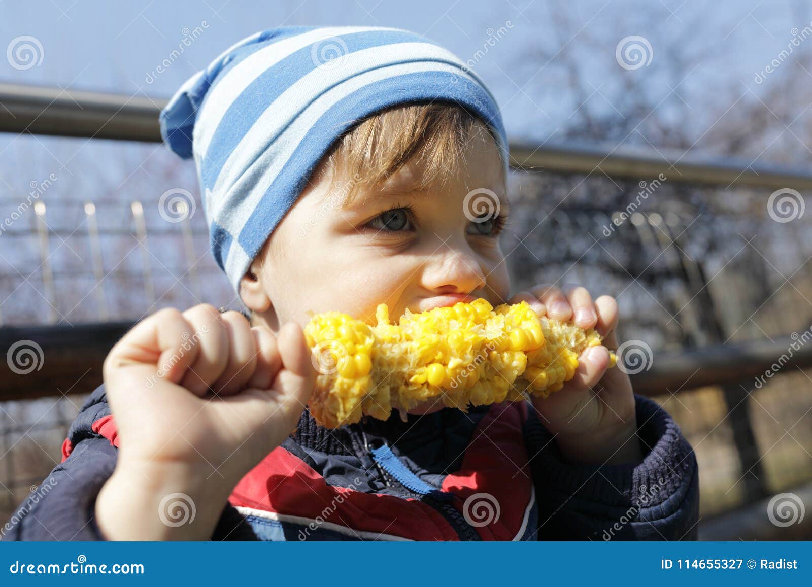 Child has corn stock image. Image of cute, child, outdoor - 114655327