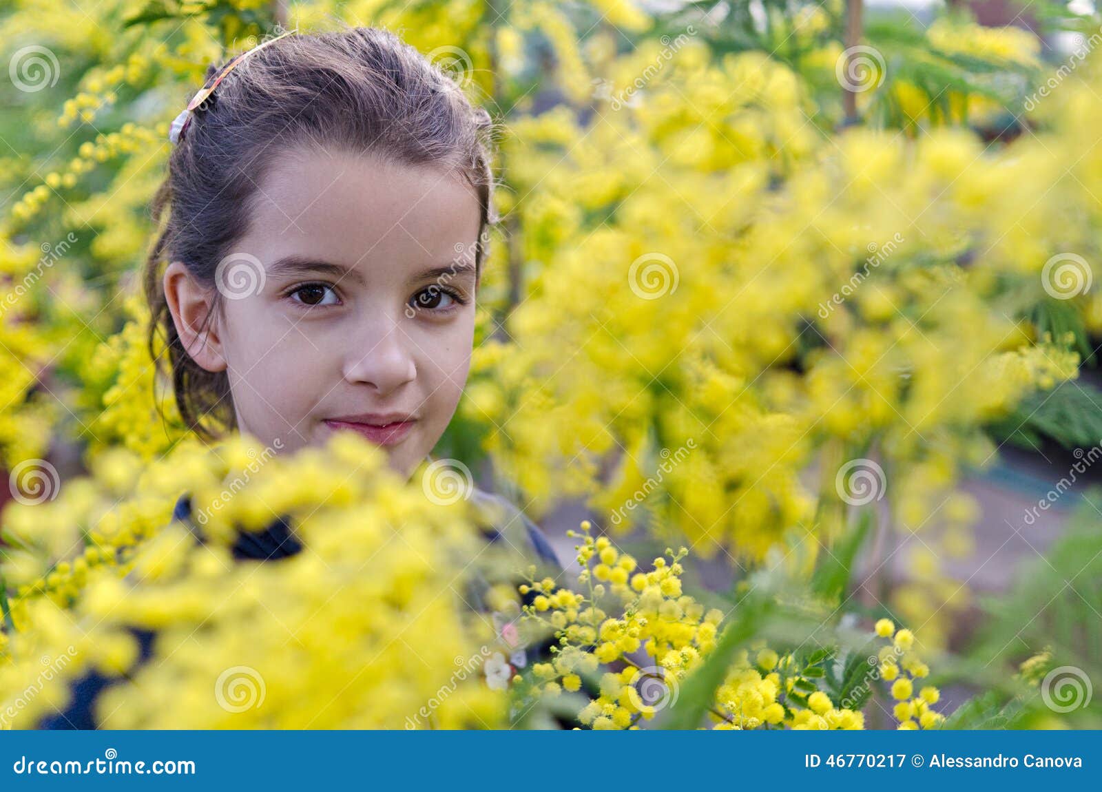 Portrait of a Child between the Mimosas Stock Image - Image of ...