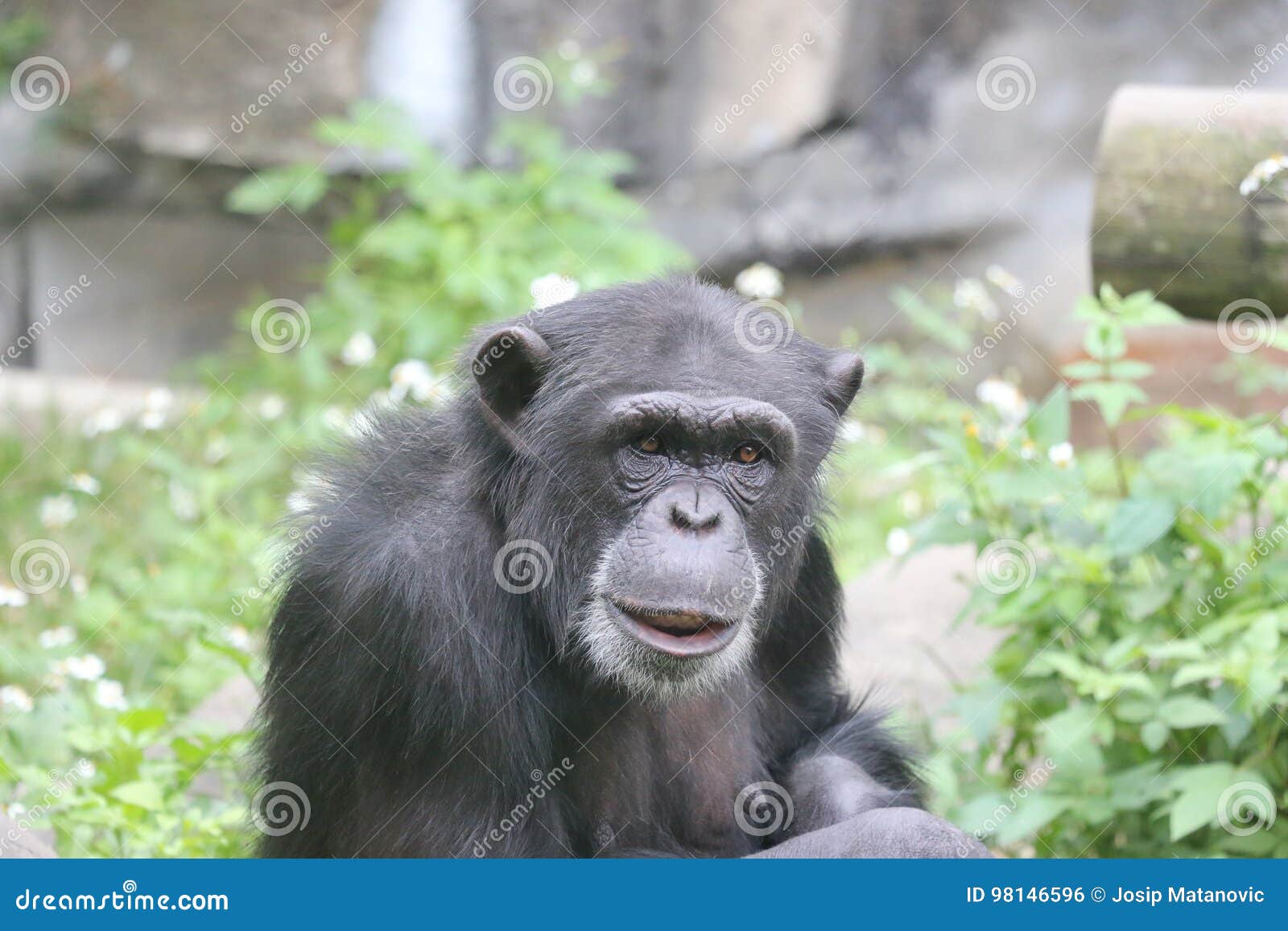 Portrait of chimp. stock photo. Image of wildlife, chimp - 98146596