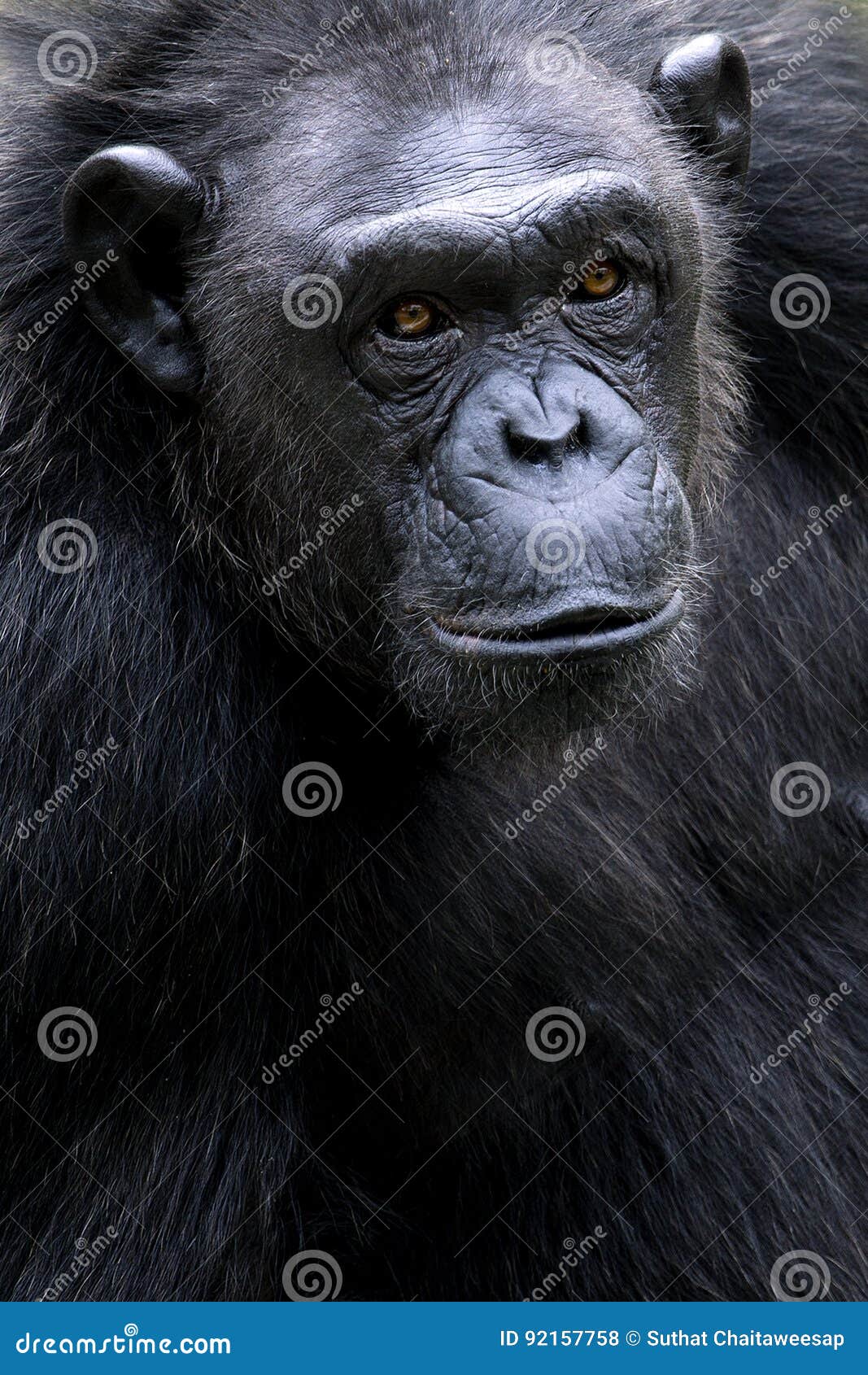 Portrait of chimpanzee stock photo. Image of face, leafs - 92157758