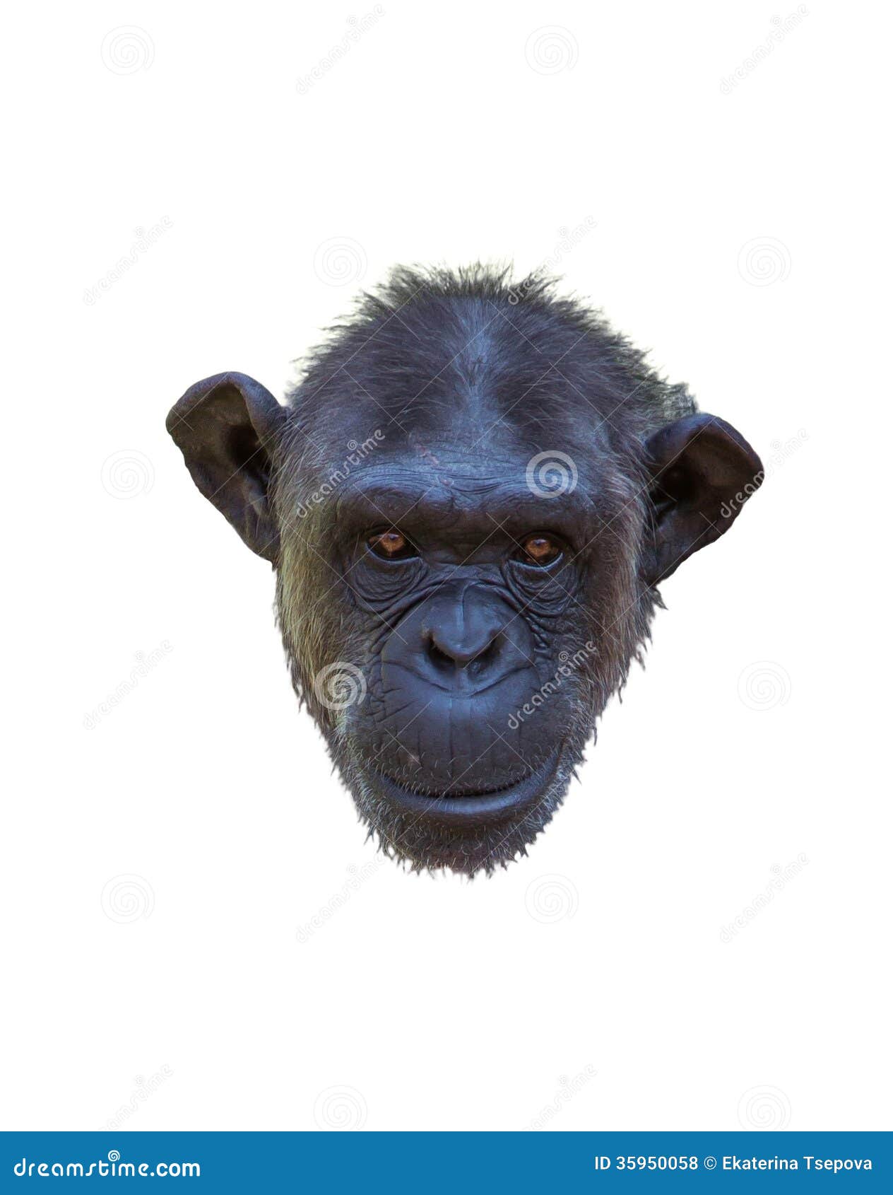 Portrait of a chimpanzee stock photo. Image of wildlife - 35950058