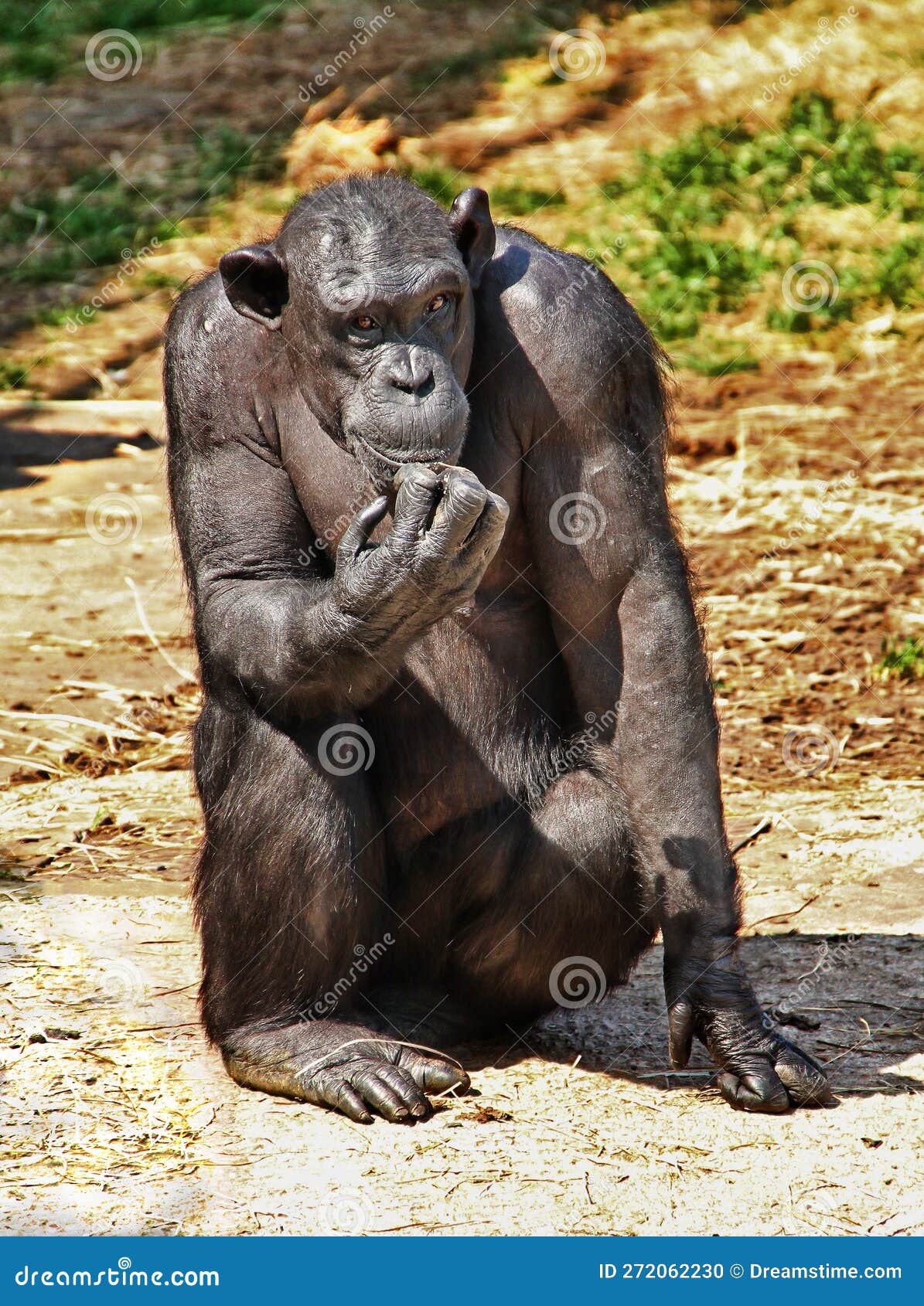 Portrait of a Chimpanzee Posing As the Thinker Stock Photo - Image of ...