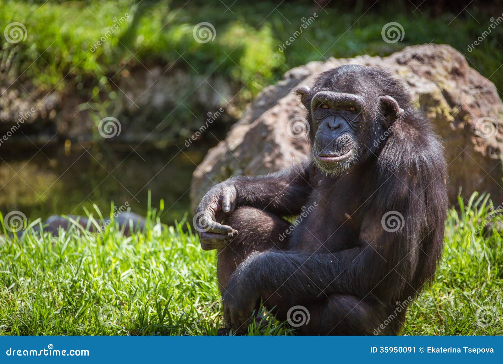 Portrait of a chimpanzee stock image. Image of chimp - 35950091