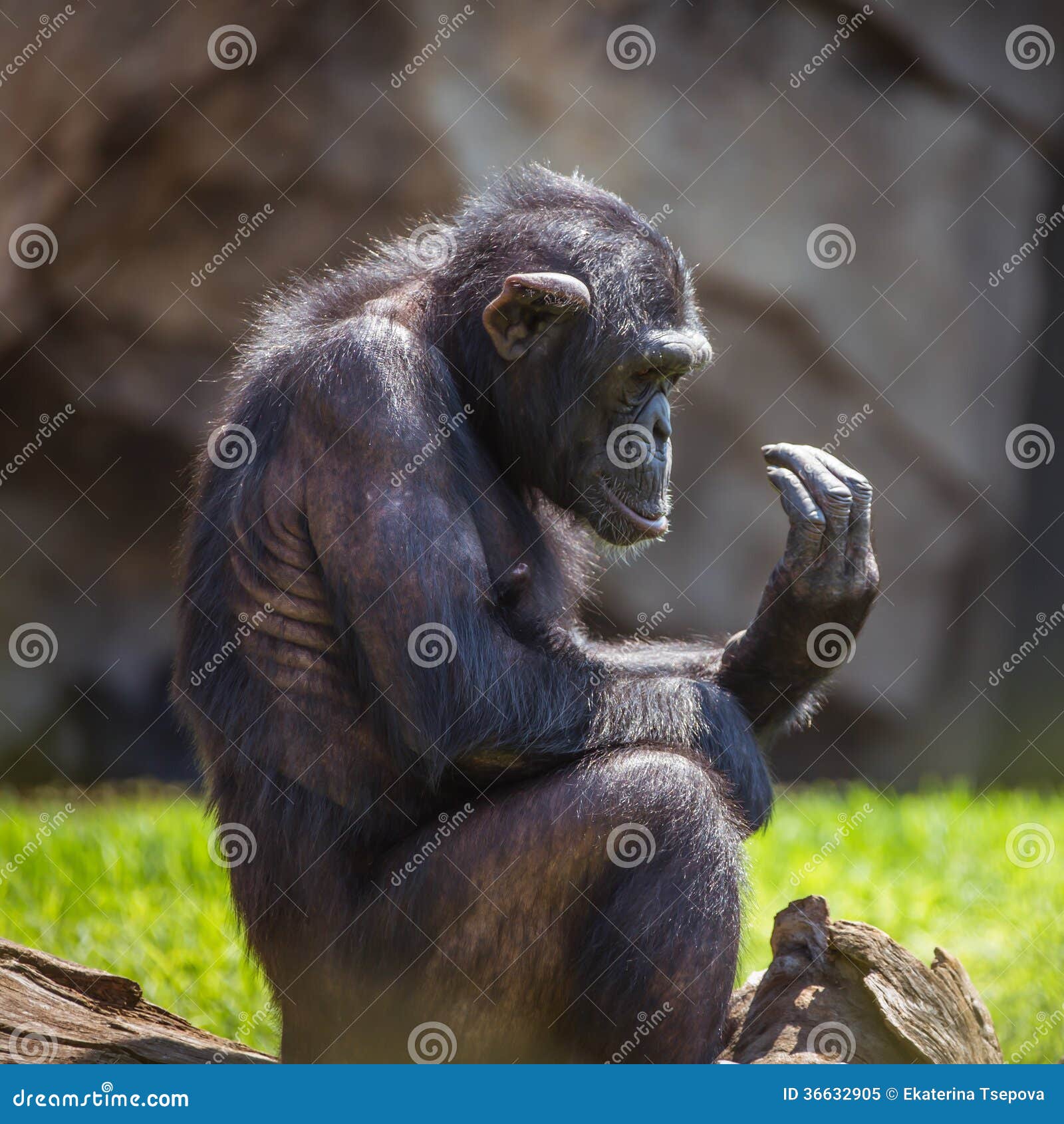 Portrait of a chimpanzee stock image. Image of sitting - 36632905