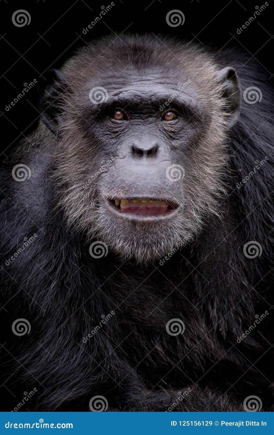 Portrait Of Chimpanzee With Receding Hair Line Royalty-Free Stock Photo ...