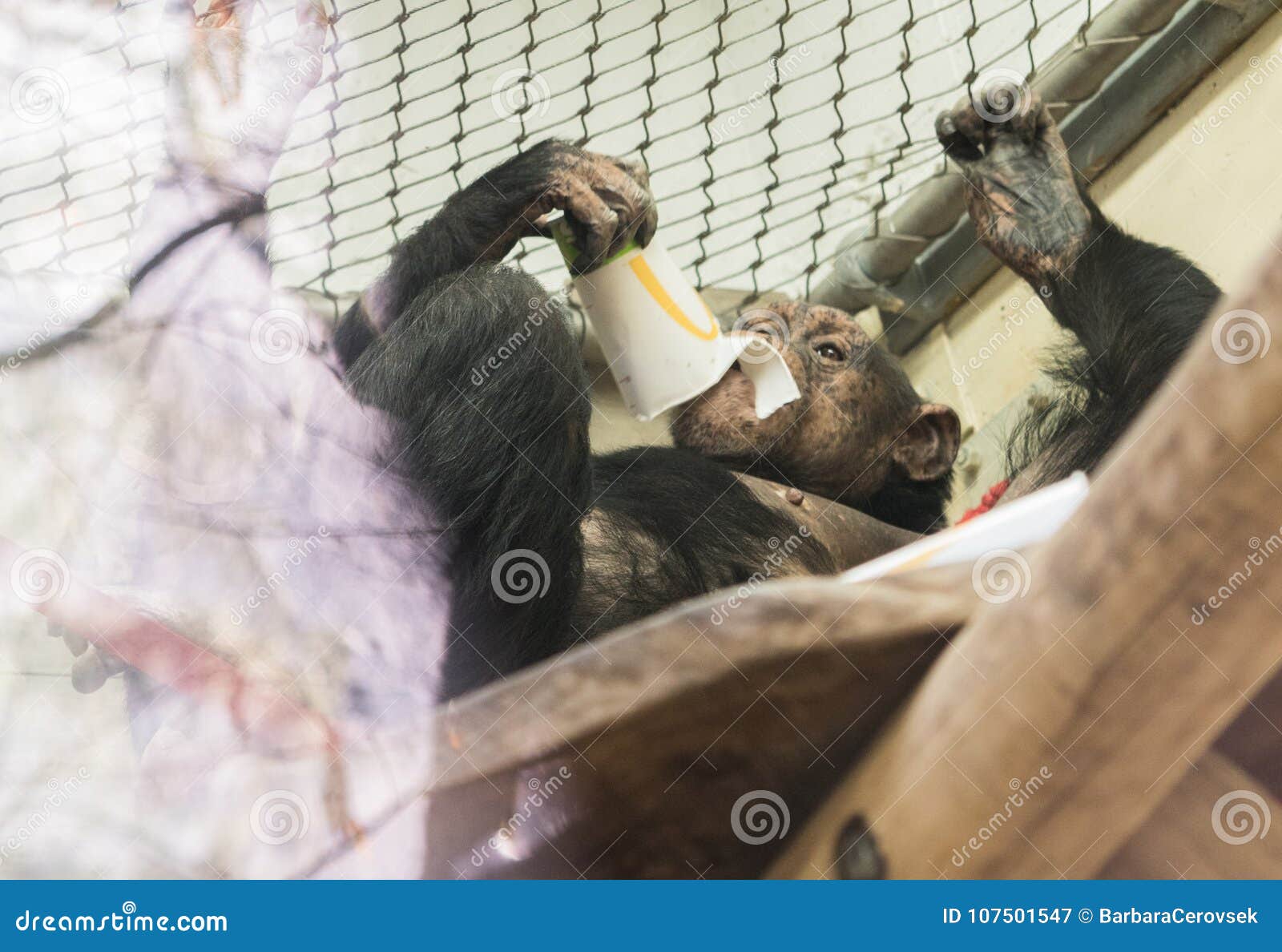 Portrait of Chimpanzee in Zoo Drinking Stock Image - Image of nature ...