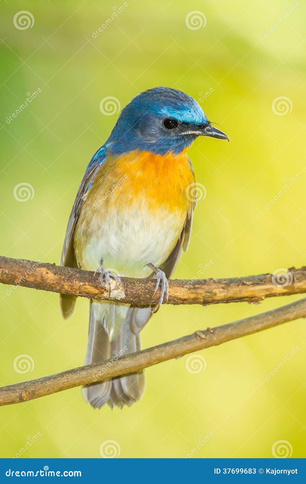 Portrait of Chinese Blue Flycatcher Stock Image - Image of atricapilla ...