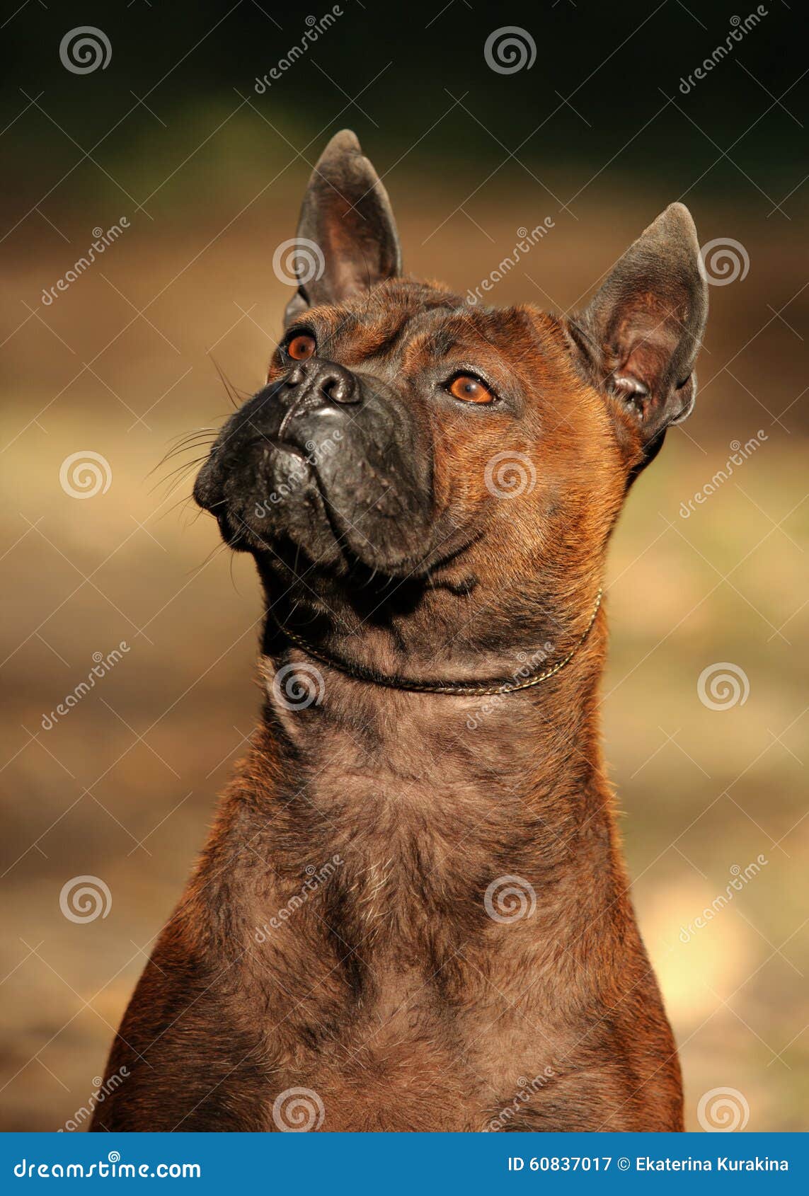 Portrait of a CHINESE CHONGQING DOG Stock Image - Image of security ...