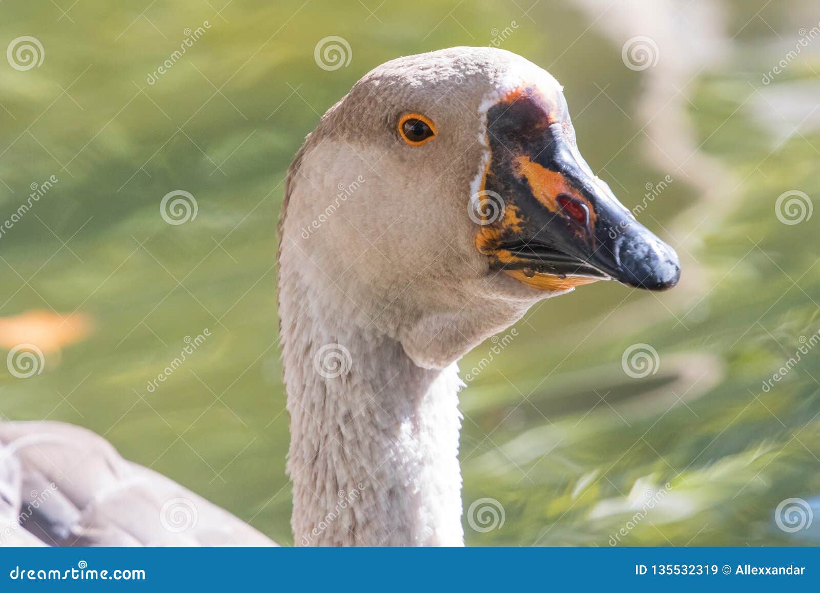Portrait of Chinese Goose Close Up Stock Image - Image of farm ...