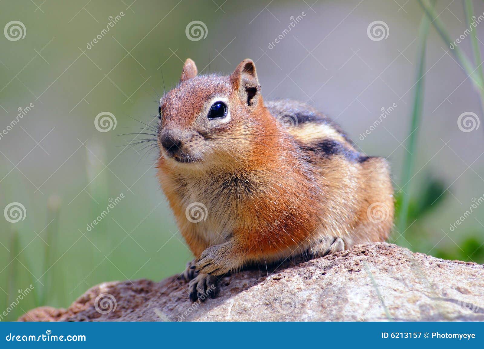 Portrait of chipmunk stock image. Image of squirrel, tamias - 6213157