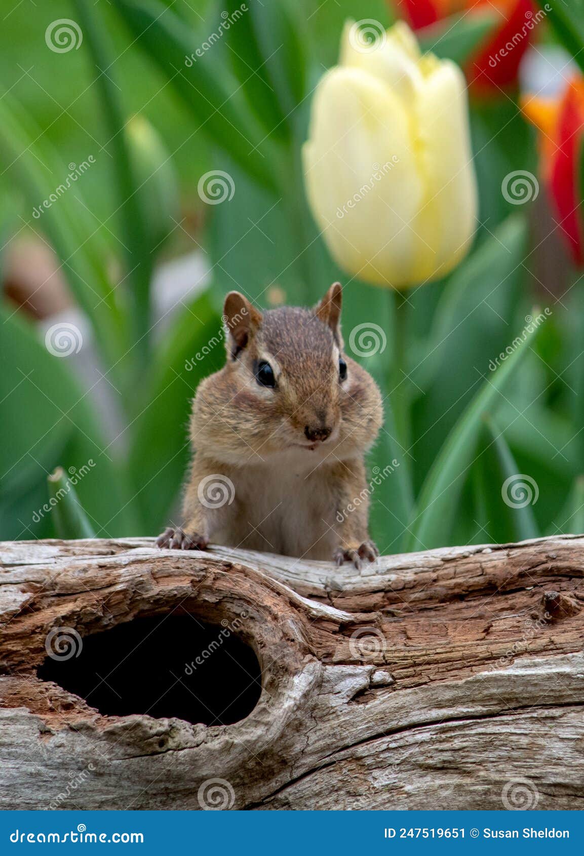 Portrait of a chipmunk stock image. Image of green, outside - 247519651
