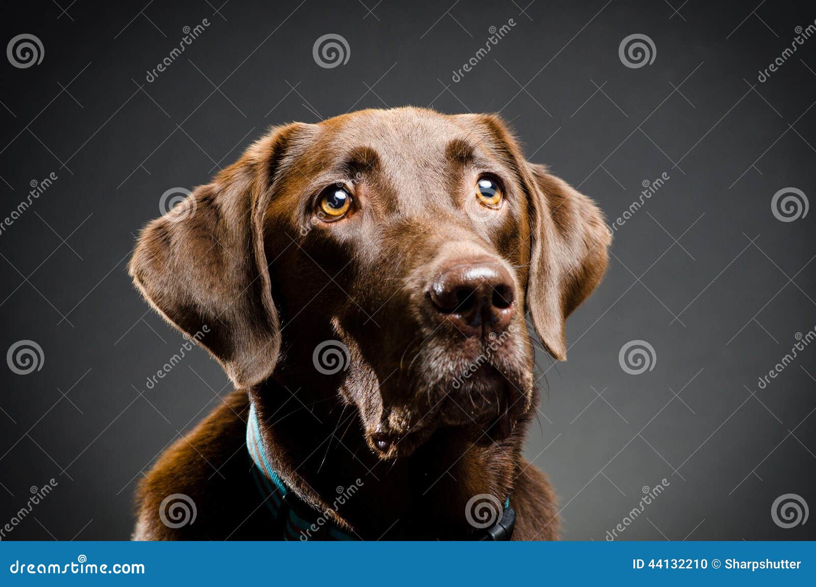 Portrait of a Chocolate Lab Stock Photo - Image of collar, healthy ...