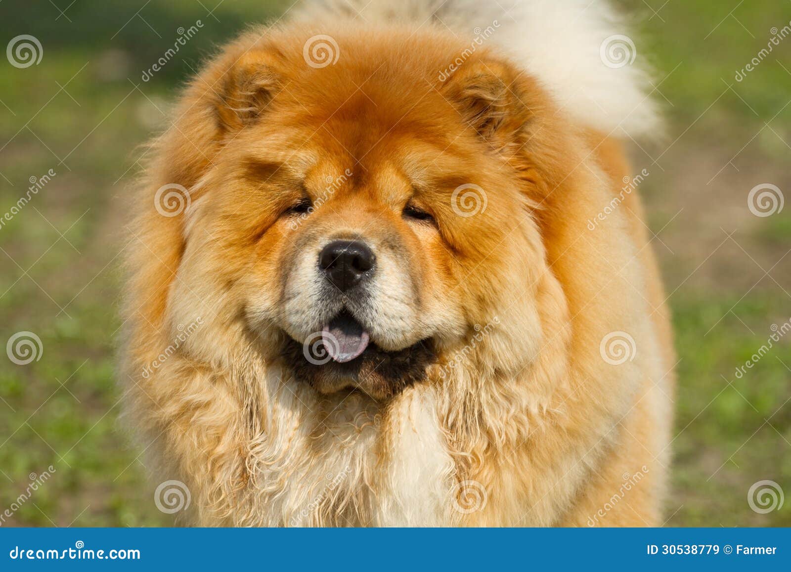 Portrait Of Dog Chow-chow Dina On Nature Background Royalty-Free Stock ...