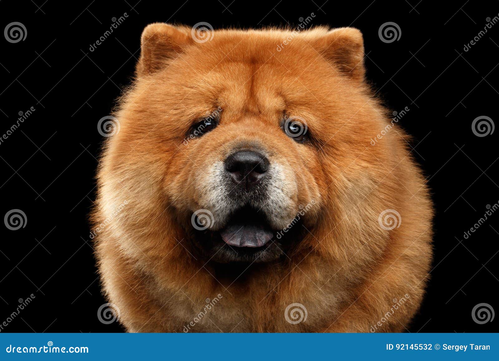 Portrait of Chow Chow Dog stock photo. Image of cute - 92145532