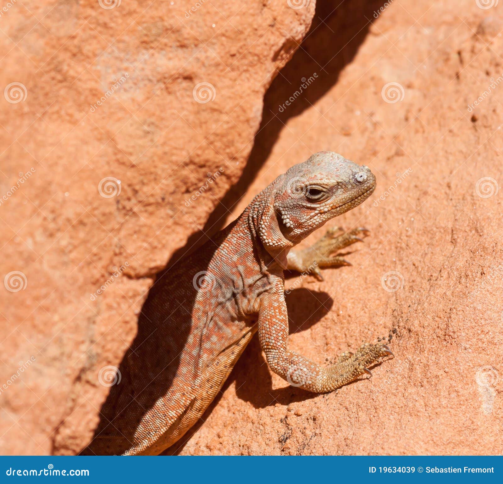 Portrait of Chuckwalla stock image. Image of nevada, reptile - 19634039