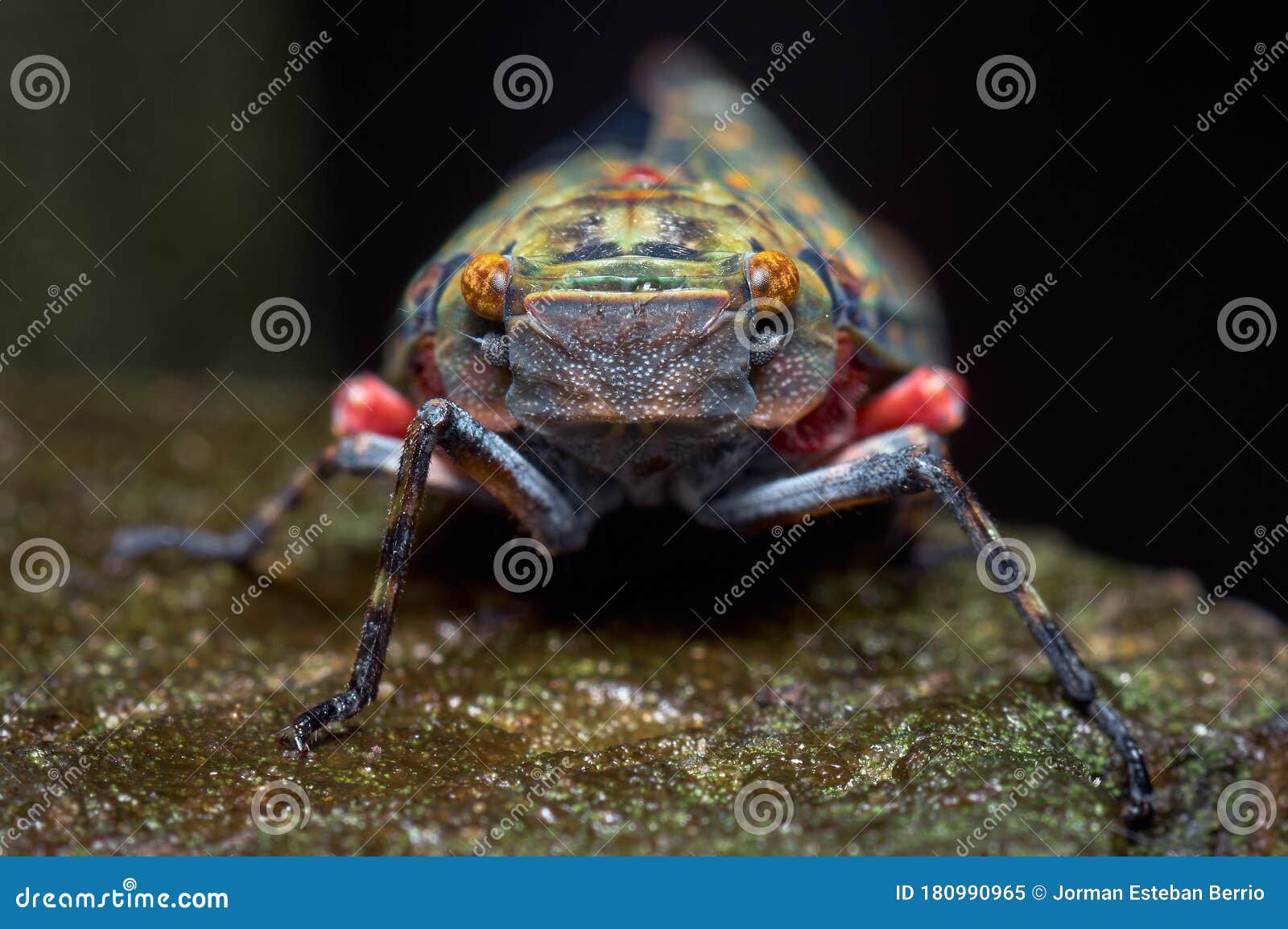Portrait of a Cicada Looking Straight into the Camera Stock Image ...