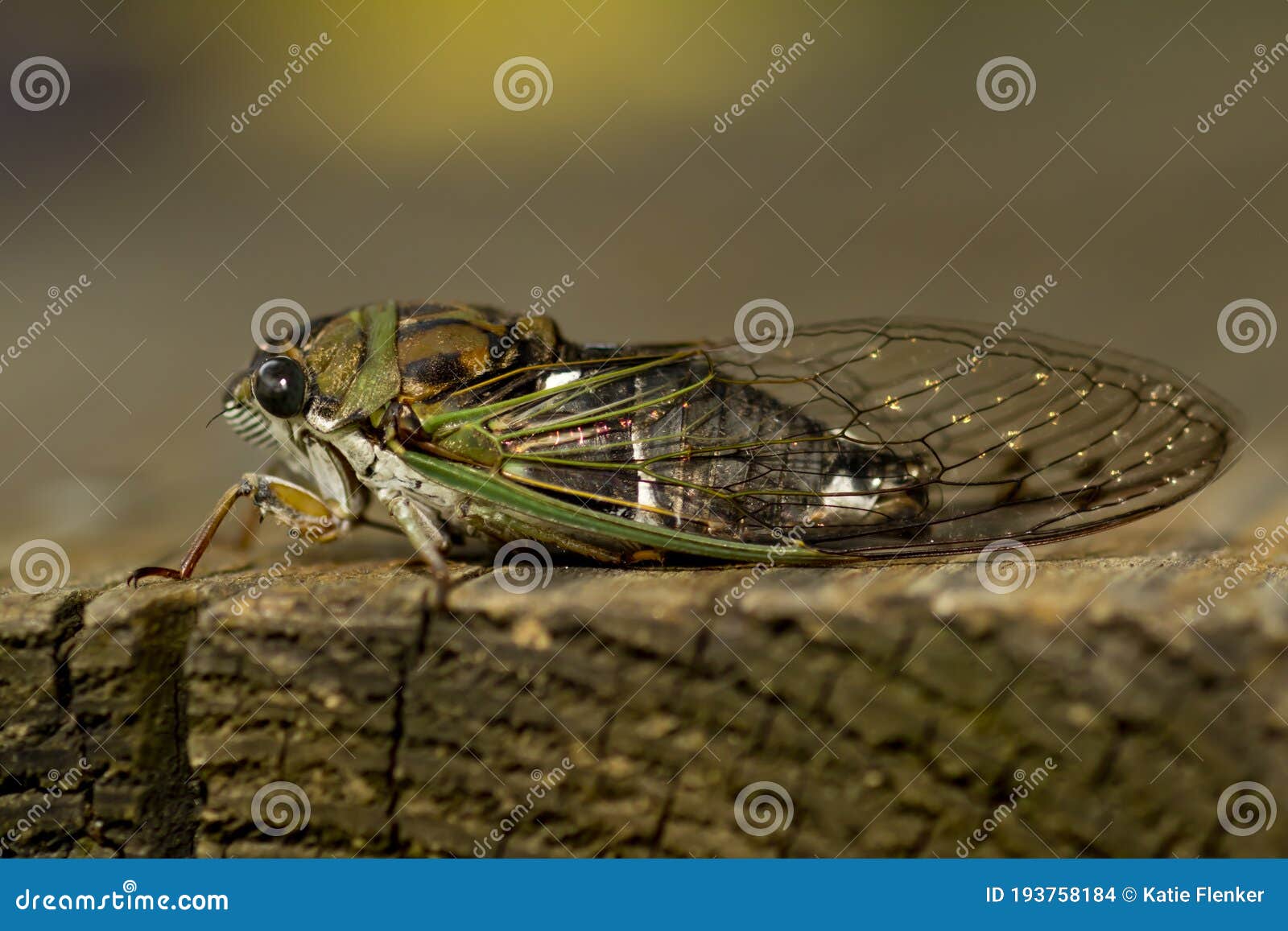 Portrait of a cicada. stock photo. Image of view, blurred - 193758184