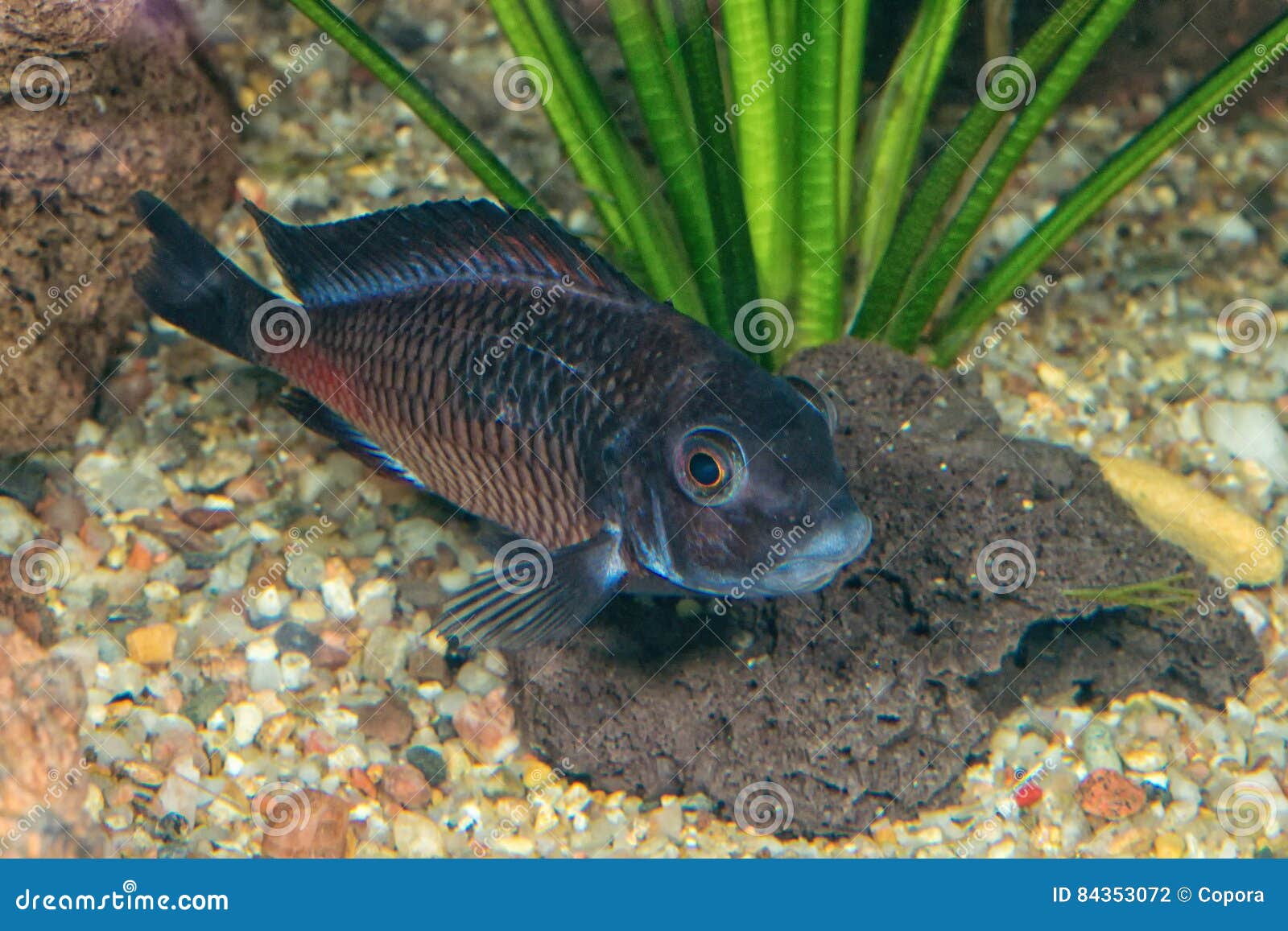 Portrait of Cichlid Fish Tropheus Sp. Stock Photo - Image of animals ...