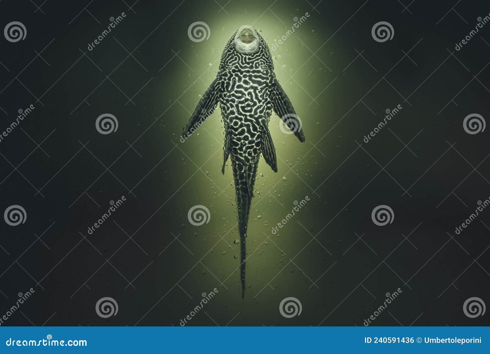 Portrait of a Cleaner Fish Dark and Dramatic Style Image Stock Photo ...