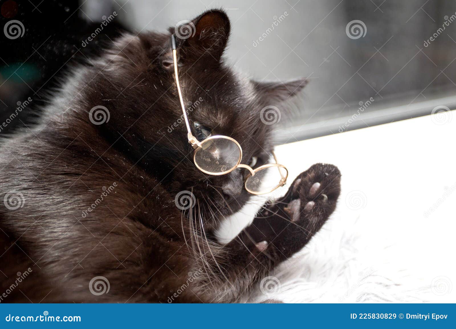 Portrait of a Clever Black Cat with Glasses Stock Image - Image of look ...