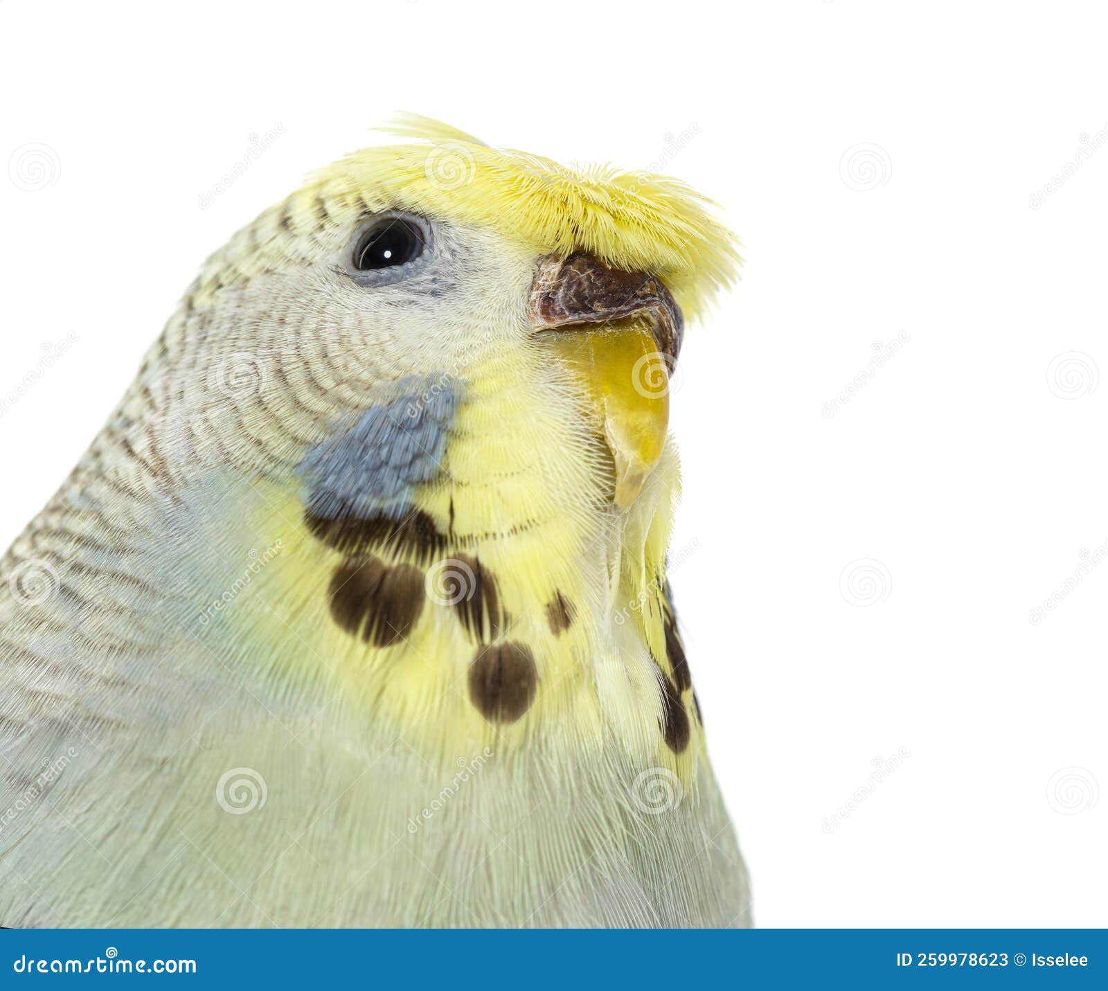 Portrait Close-up of a Budgerigar Grey Crested Head Isolated on Stock ...