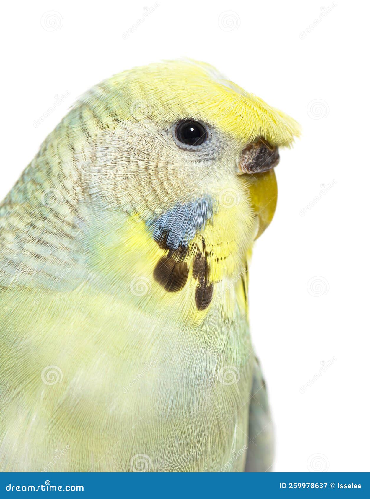 Portrait Close-up of a Budgerigar Grey Crested Head Isolated Stock ...