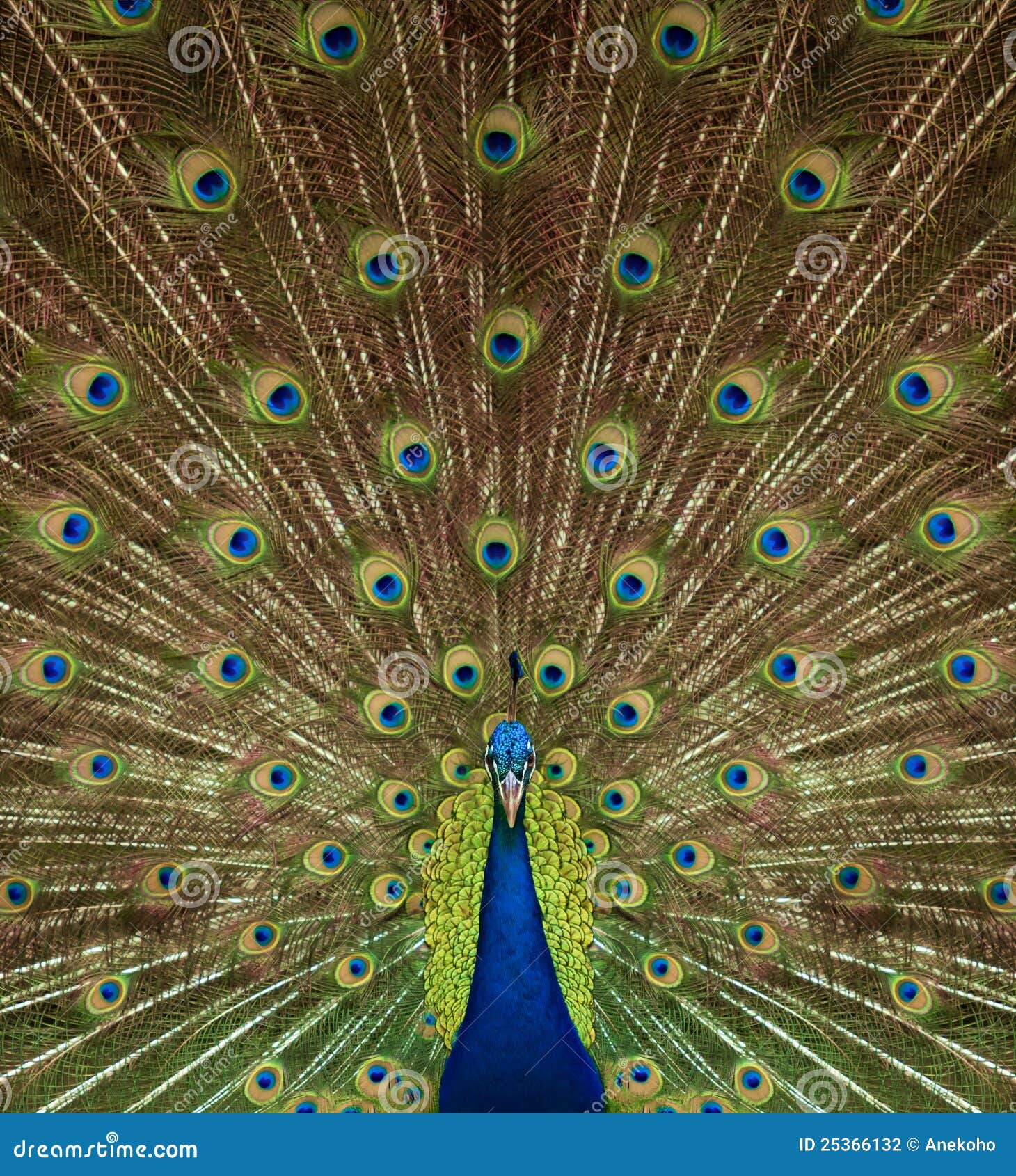Portrait and Close Up of Peacock Stock Photo - Image of nature, plumage ...