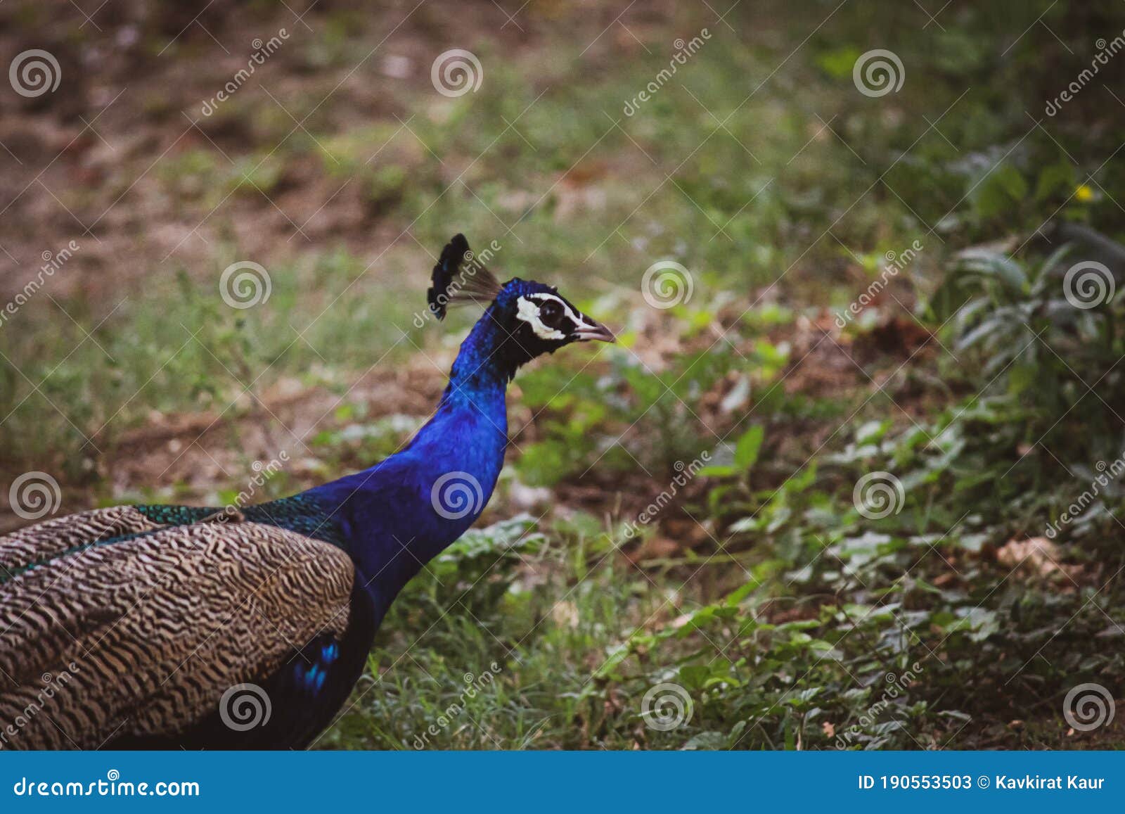 Close up of a peacock face stock image. Image of closeup - 190553503