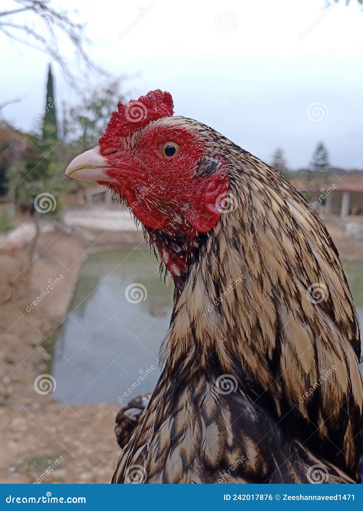 Portrait or Close Up of Rooster Also Called As Fighter or Asil Chicken ...