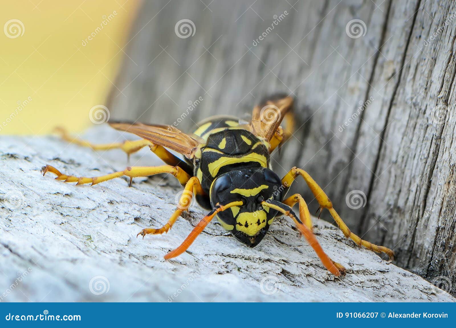 Portrait of a Close-up of a Wasp Stock Image - Image of beast, nature ...