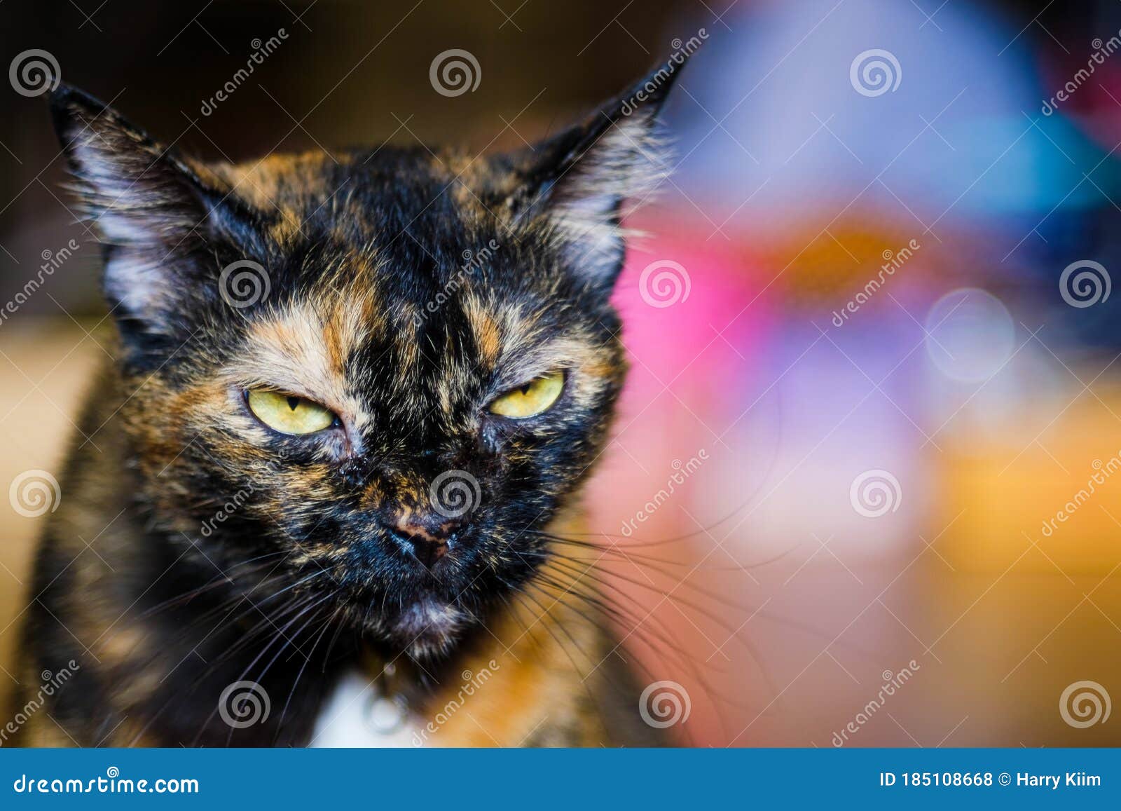 Portrait Closeup Front Facing Portrait of Angry Grumpy Cat Unhappy ...