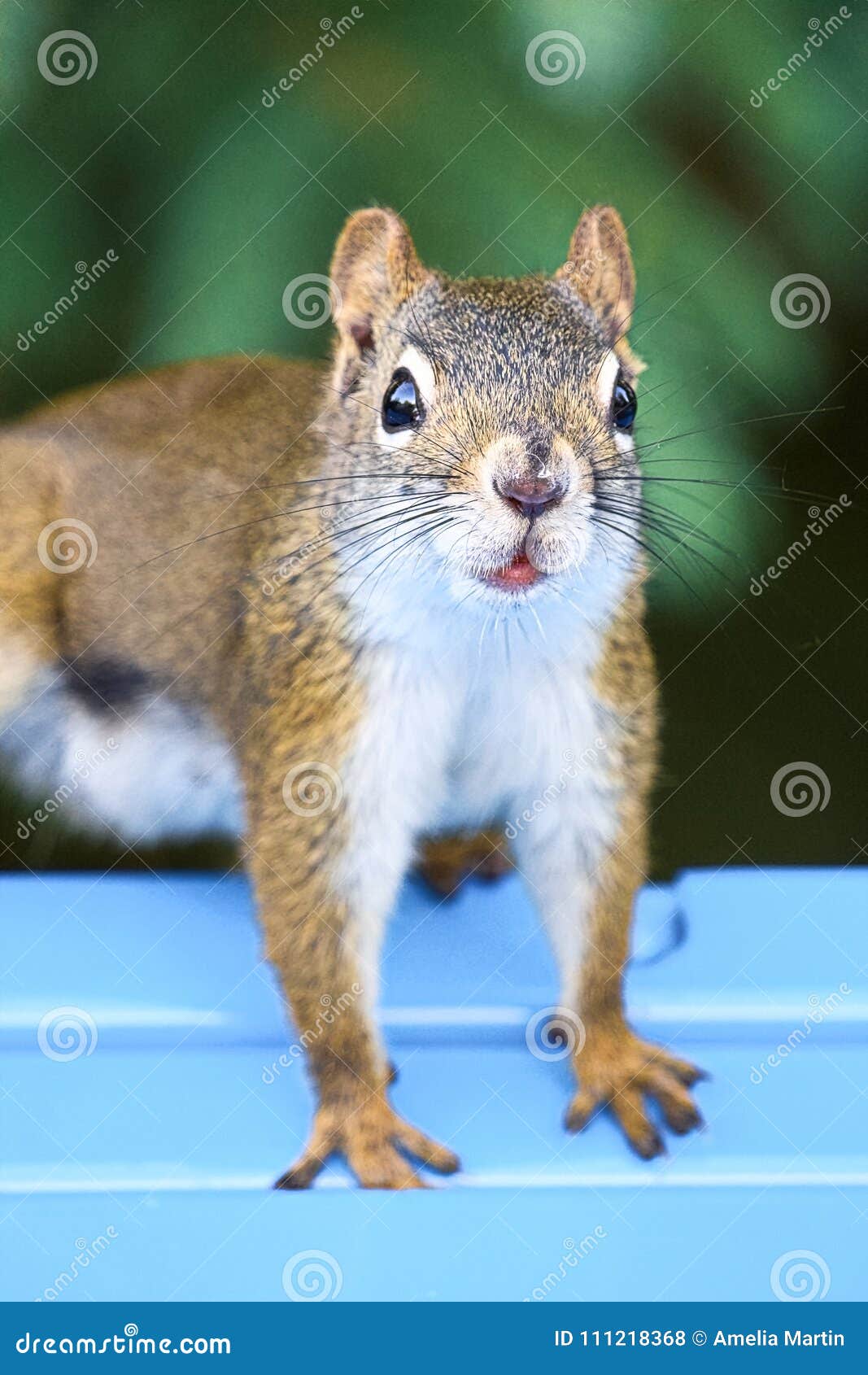 Portrait Closeup View of a Red Squirrel Stock Photo - Image of cute ...
