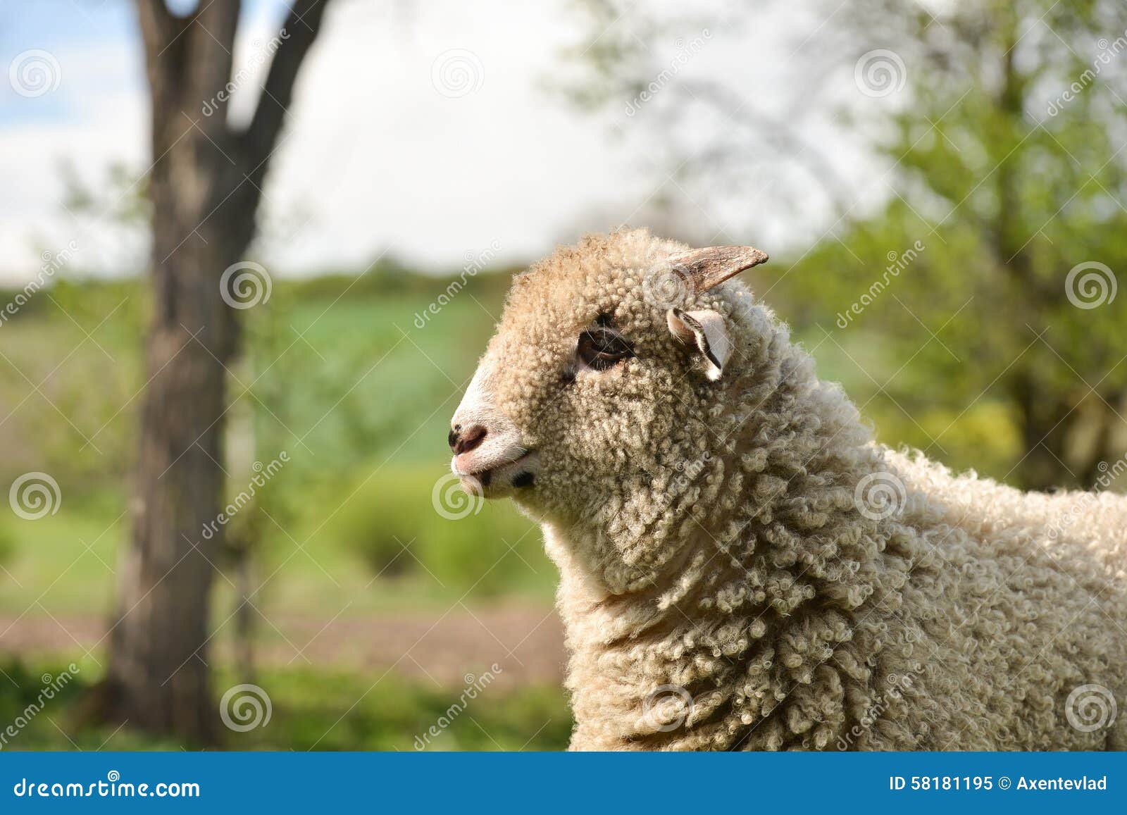 Portrait of Clumsy Lamb Standing on Grass Stock Image - Image of ...