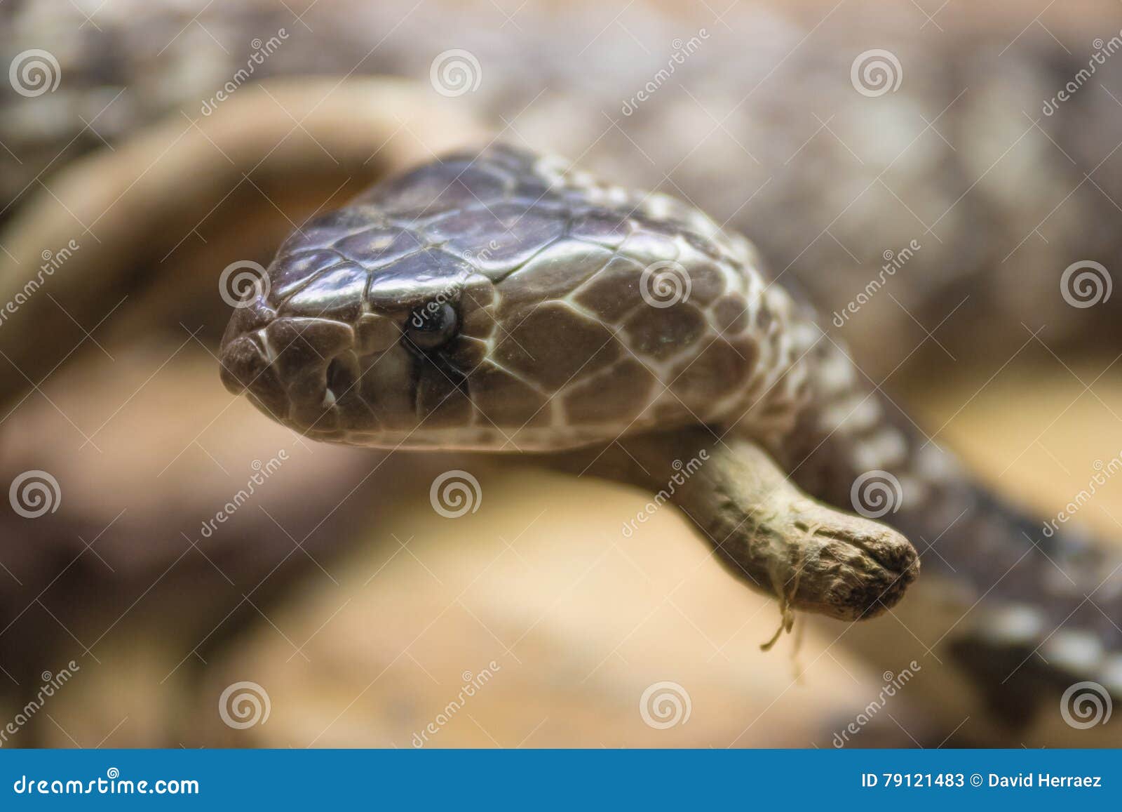 Portrait of a Cobra snake. stock image. Image of creature - 79121483