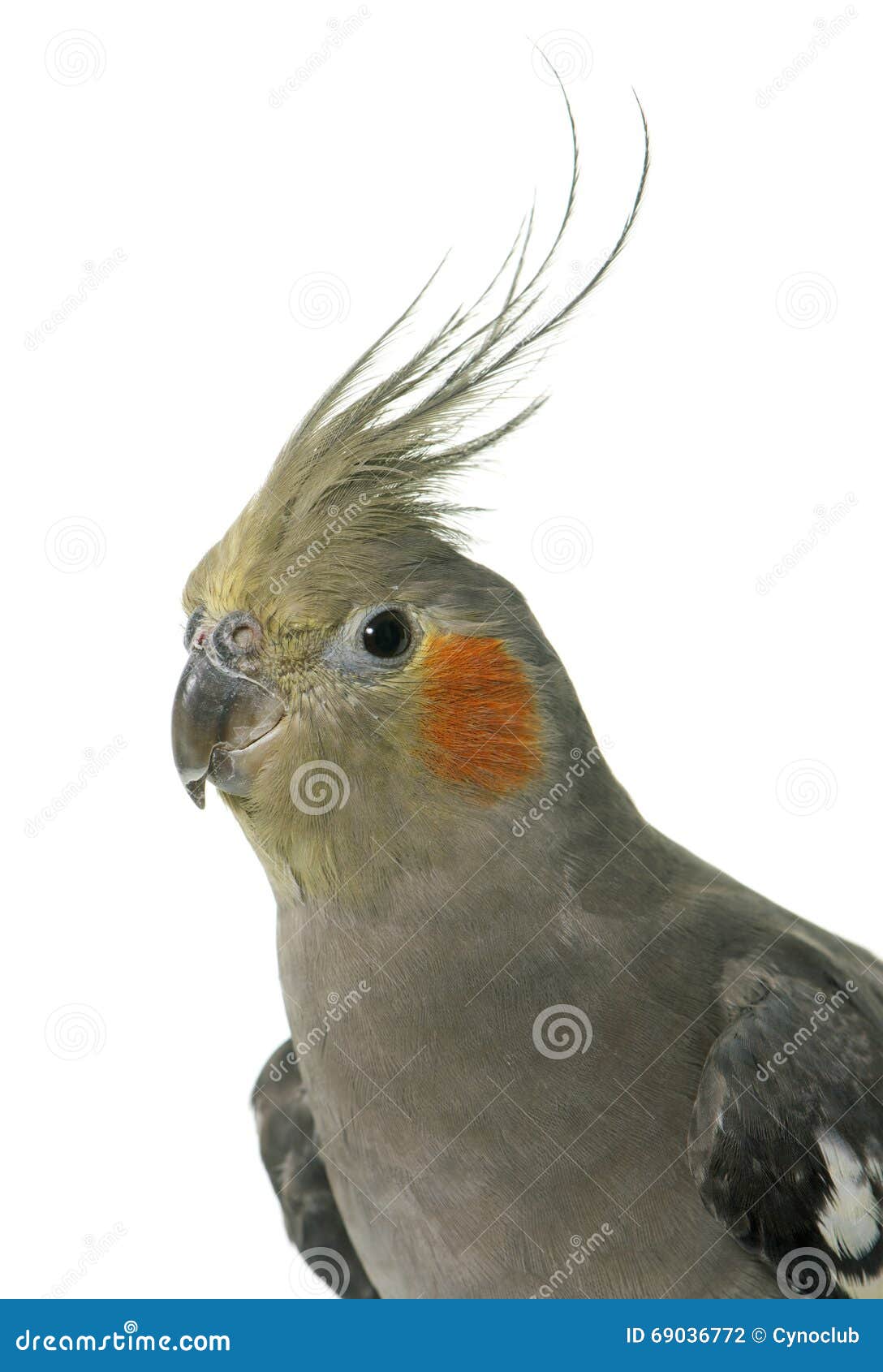 Portrait of cockatiel stock photo. Image of animal, portrait - 69036772