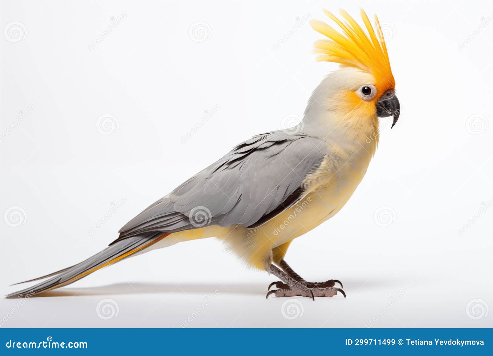 Portrait of Cockatiel Parrot Isolated on a White Background. Side View ...