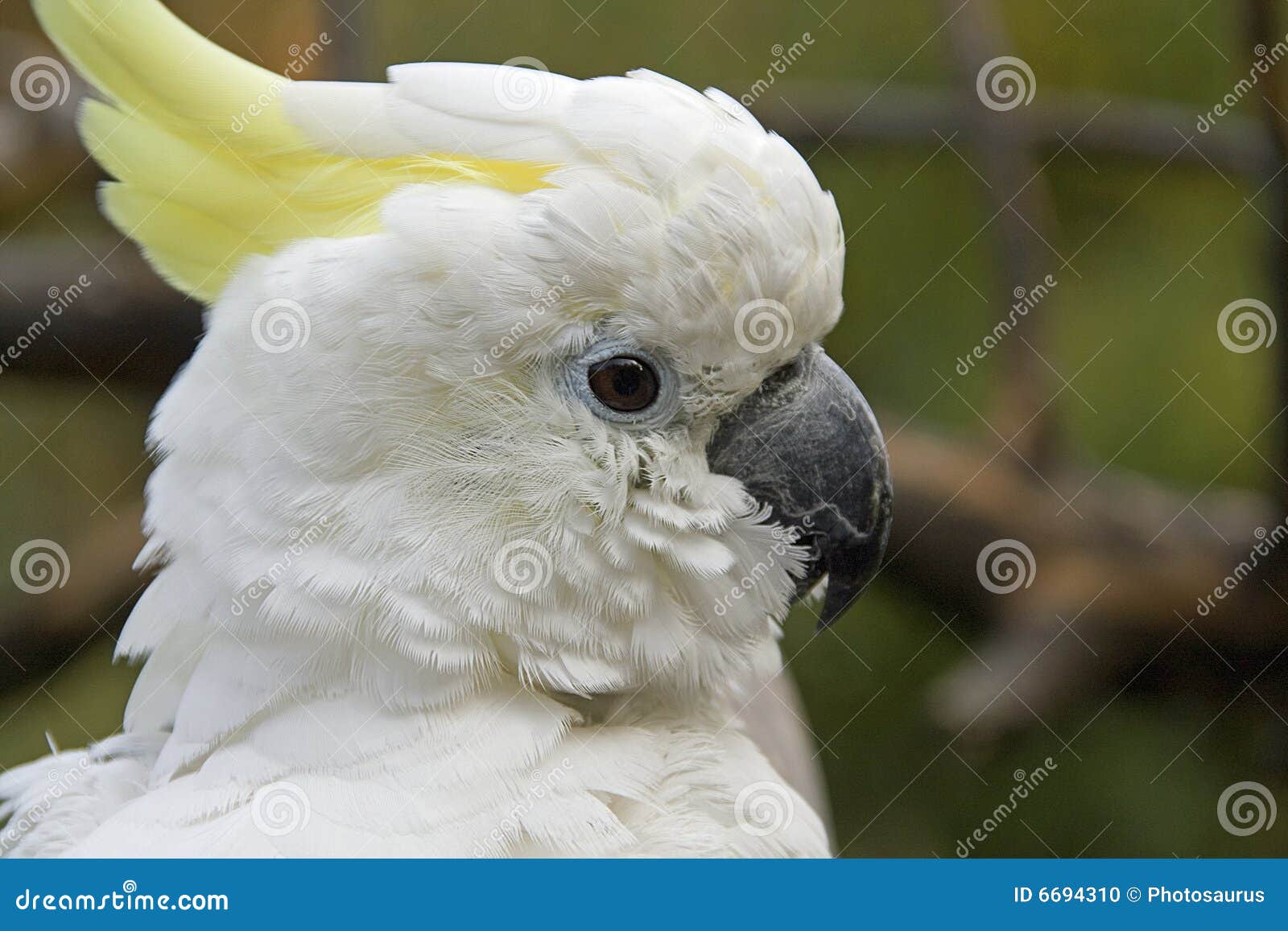 Portrait of a cockatoo stock photo. Image of cocky, yellow - 6694310