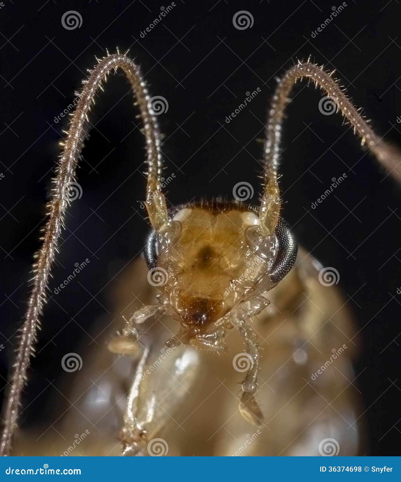 Portrait of the cockroach. stock photo. Image of single - 36374698