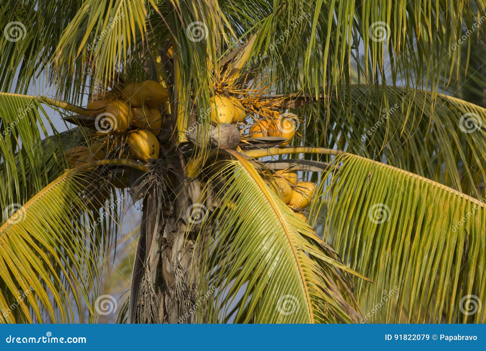 Portrait of Coconut Palm Tree Trunks Stock Image - Image of sunny ...