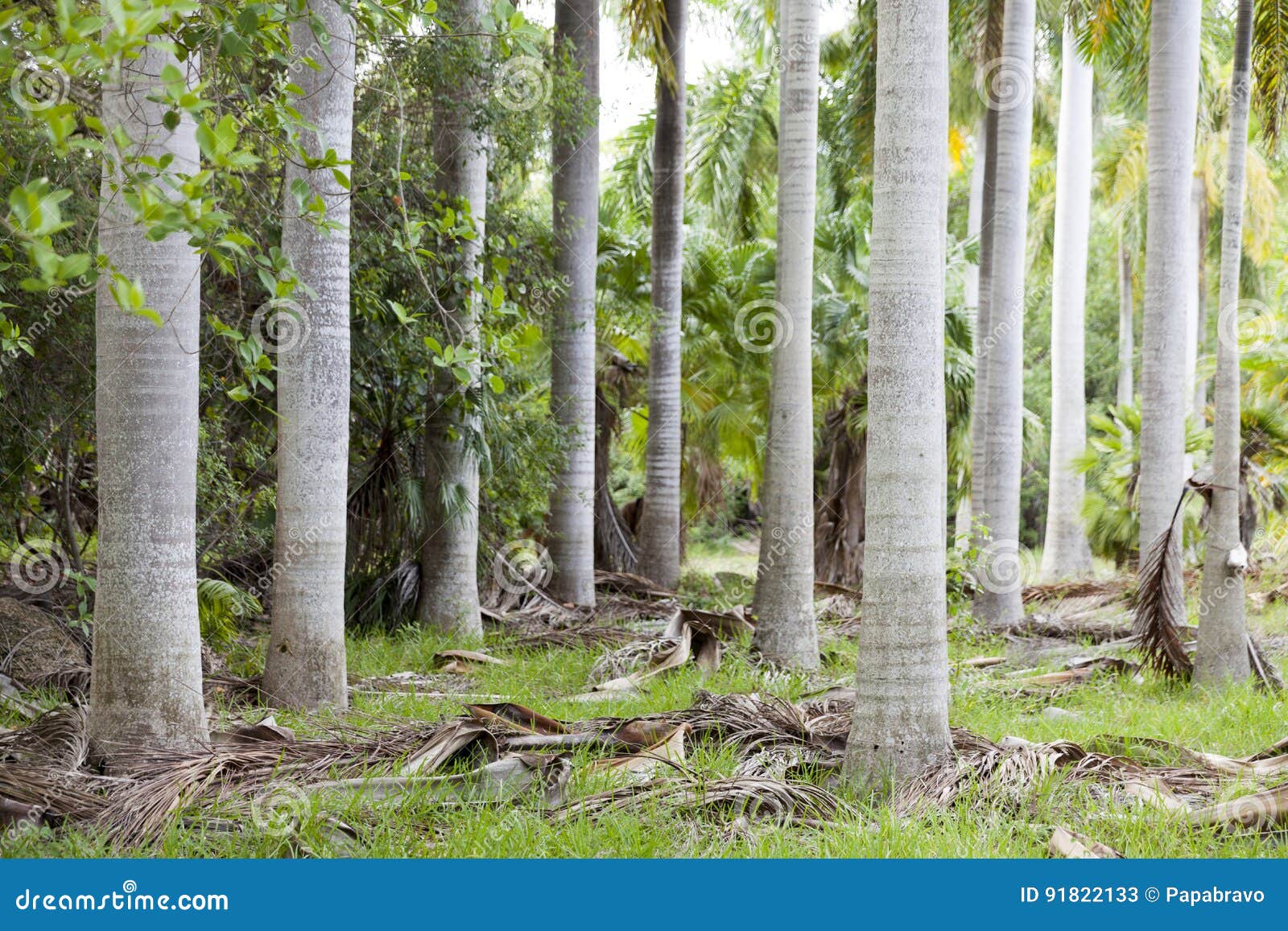 Portrait of Coconut Palm Tree Trunks Stock Image - Image of white ...