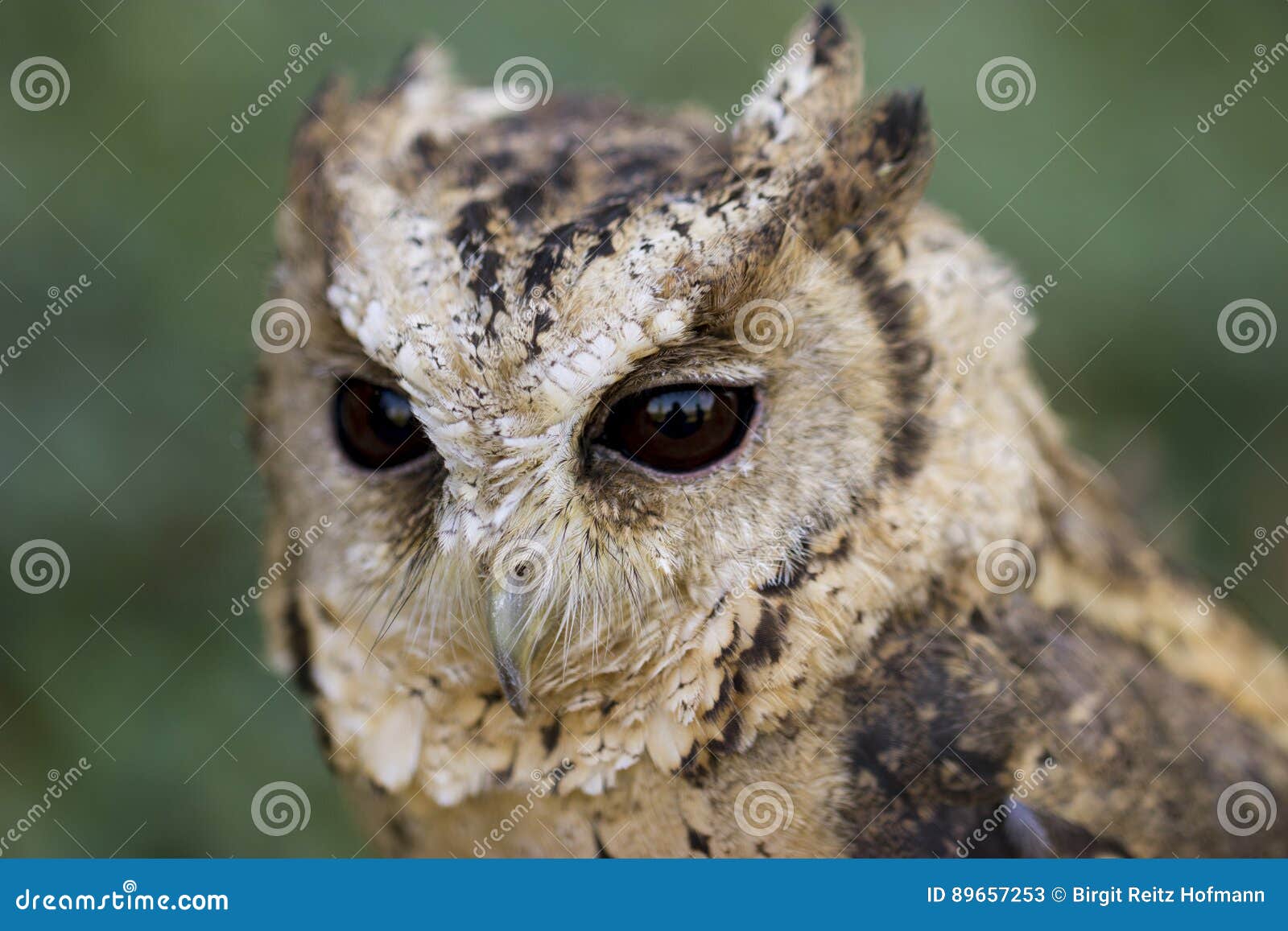 Portrait from Collared Scops Owl Stock Image - Image of vertebrate ...