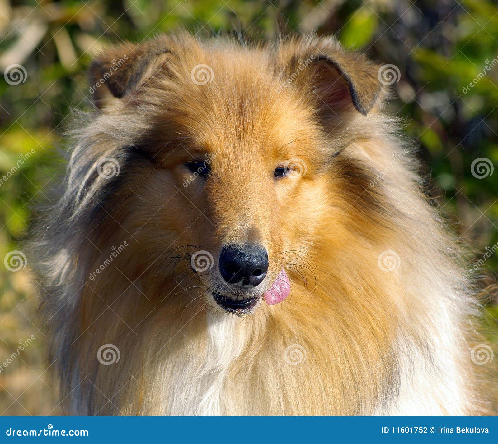 Portrait collie stock photo. Image of sort, redhead, thoroughbred ...
