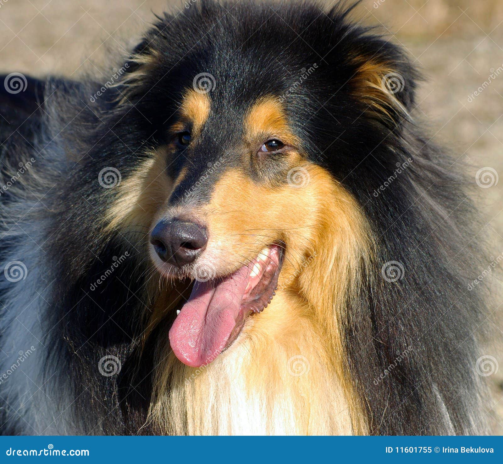 Portrait collie stock image. Image of outdoors, scottish - 11601755