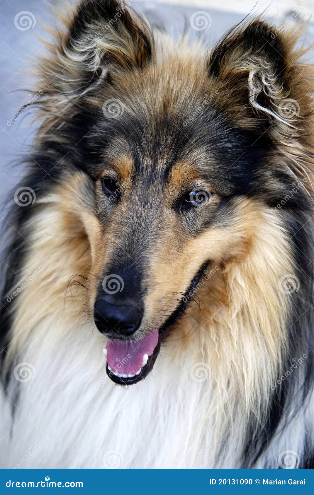Portrait of a collie dog stock photo. Image of blue, purebred - 20131090