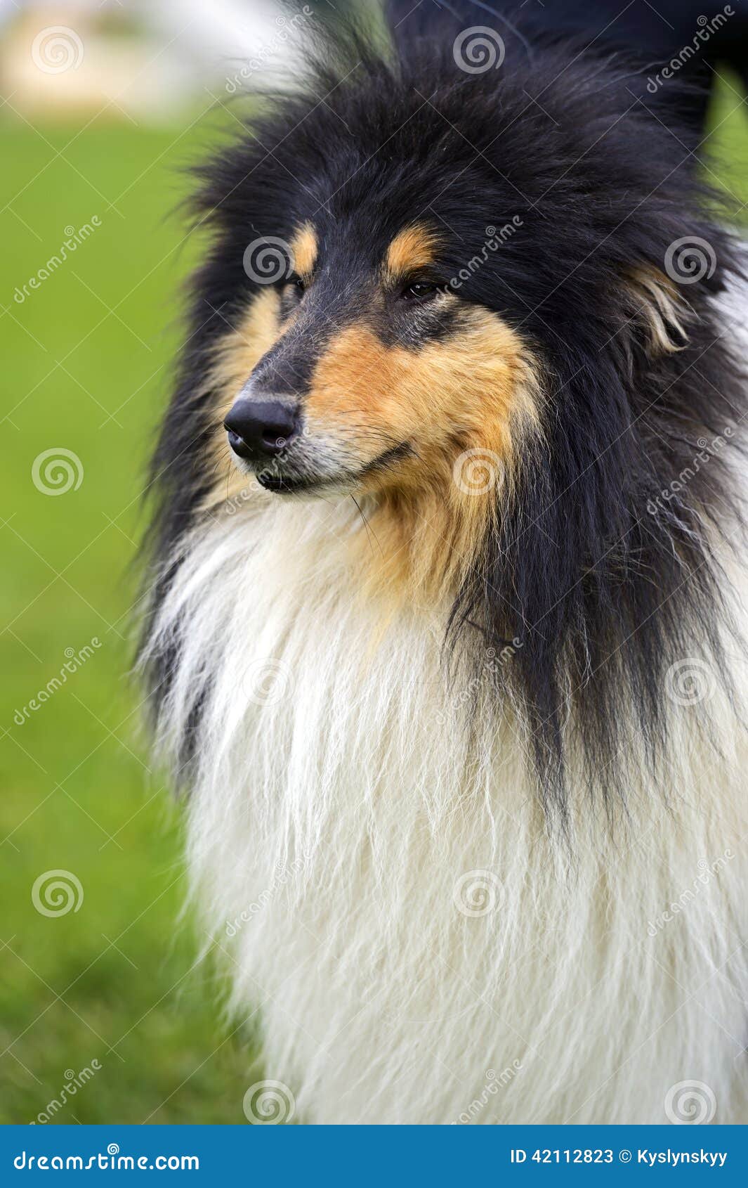 Portrait Collie stock image. Image of wildlife, habitat - 42112823