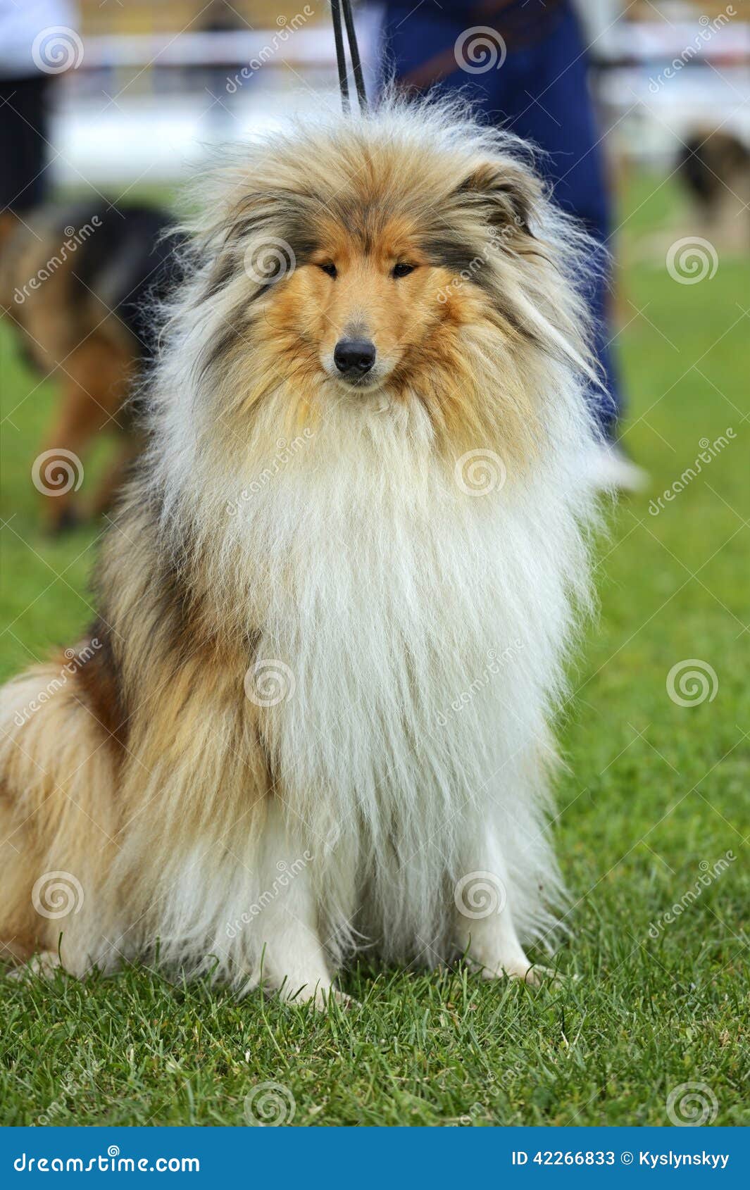 Portrait Collie stock image. Image of wildlife, planet - 42266833