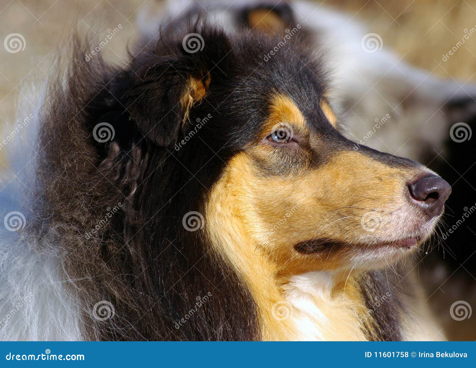Portrait collie profile stock photo. Image of collie - 11601758