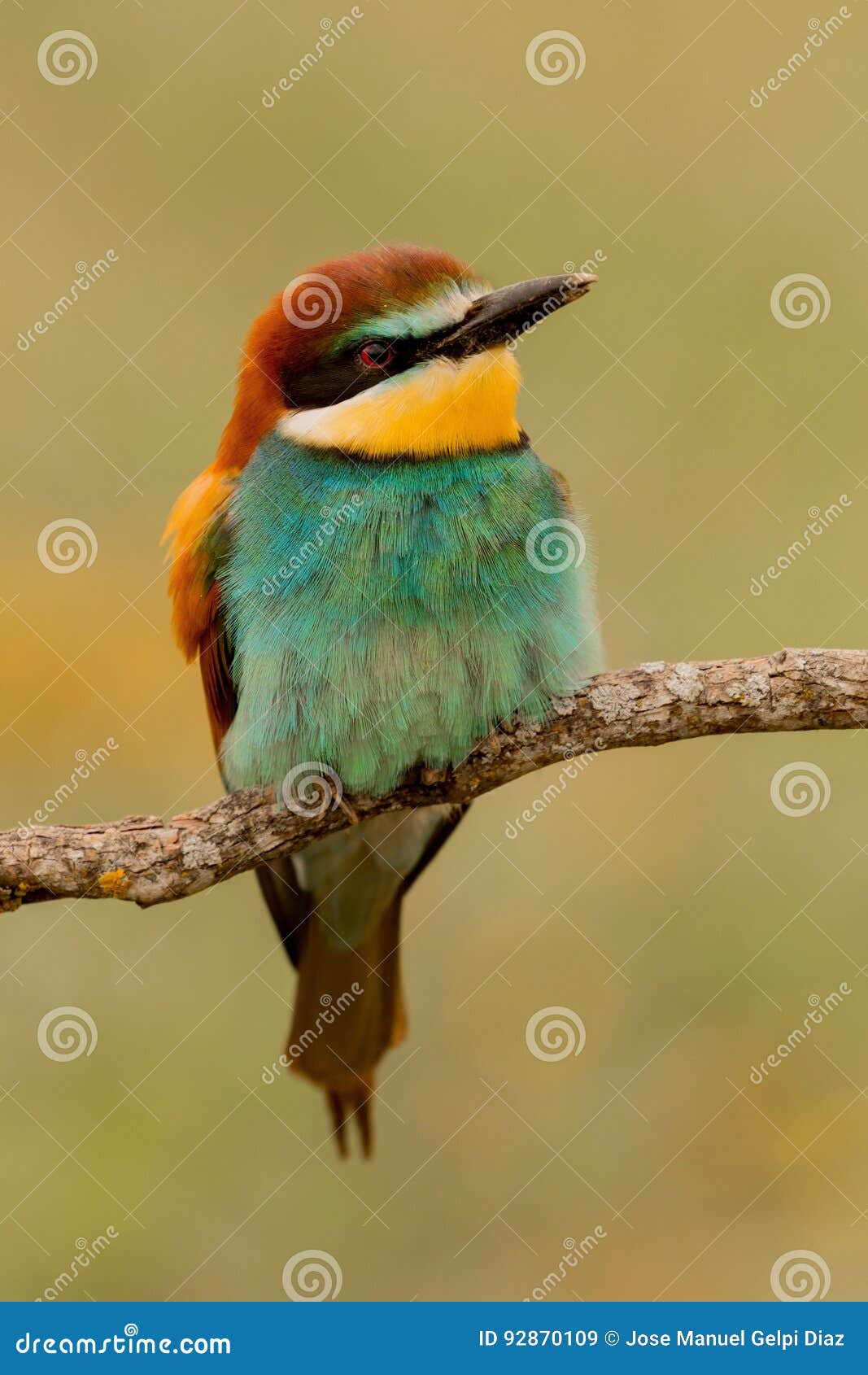 Portrait of a Colorful Bird Stock Image - Image of eater, multicolor ...