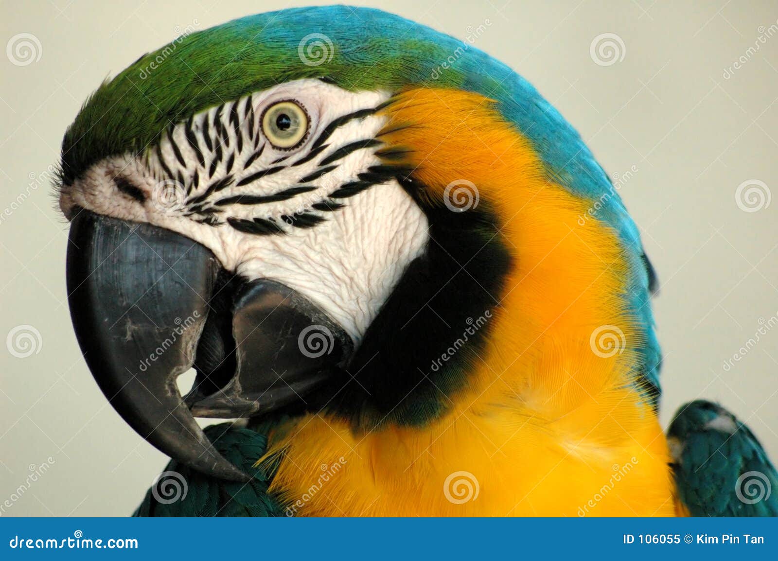 Portrait of a Colorful Parot Stock Image - Image of yellow, beak: 106055
