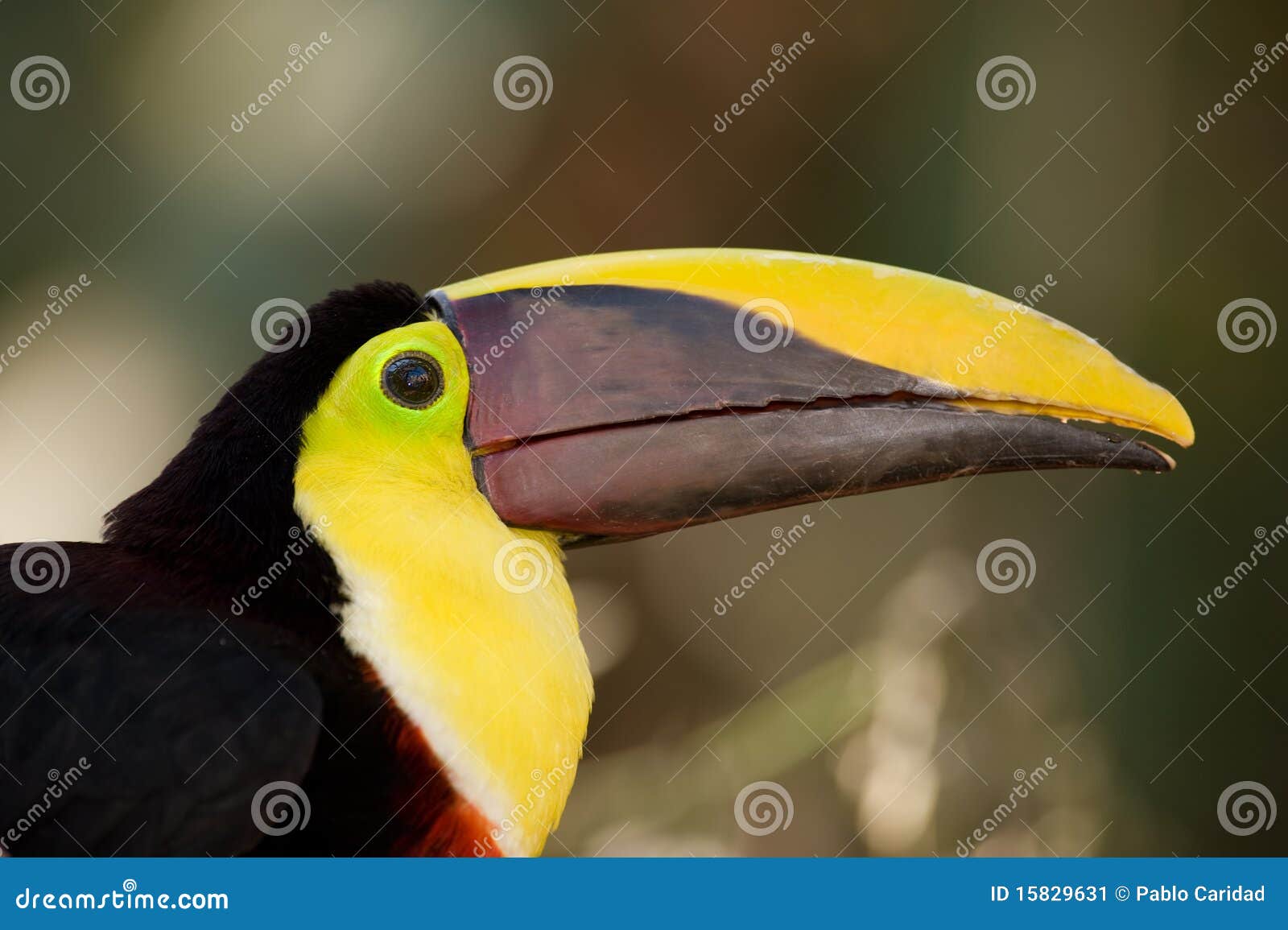 Portrait of a Colorful Toucan. Stock Image - Image of brazil ...